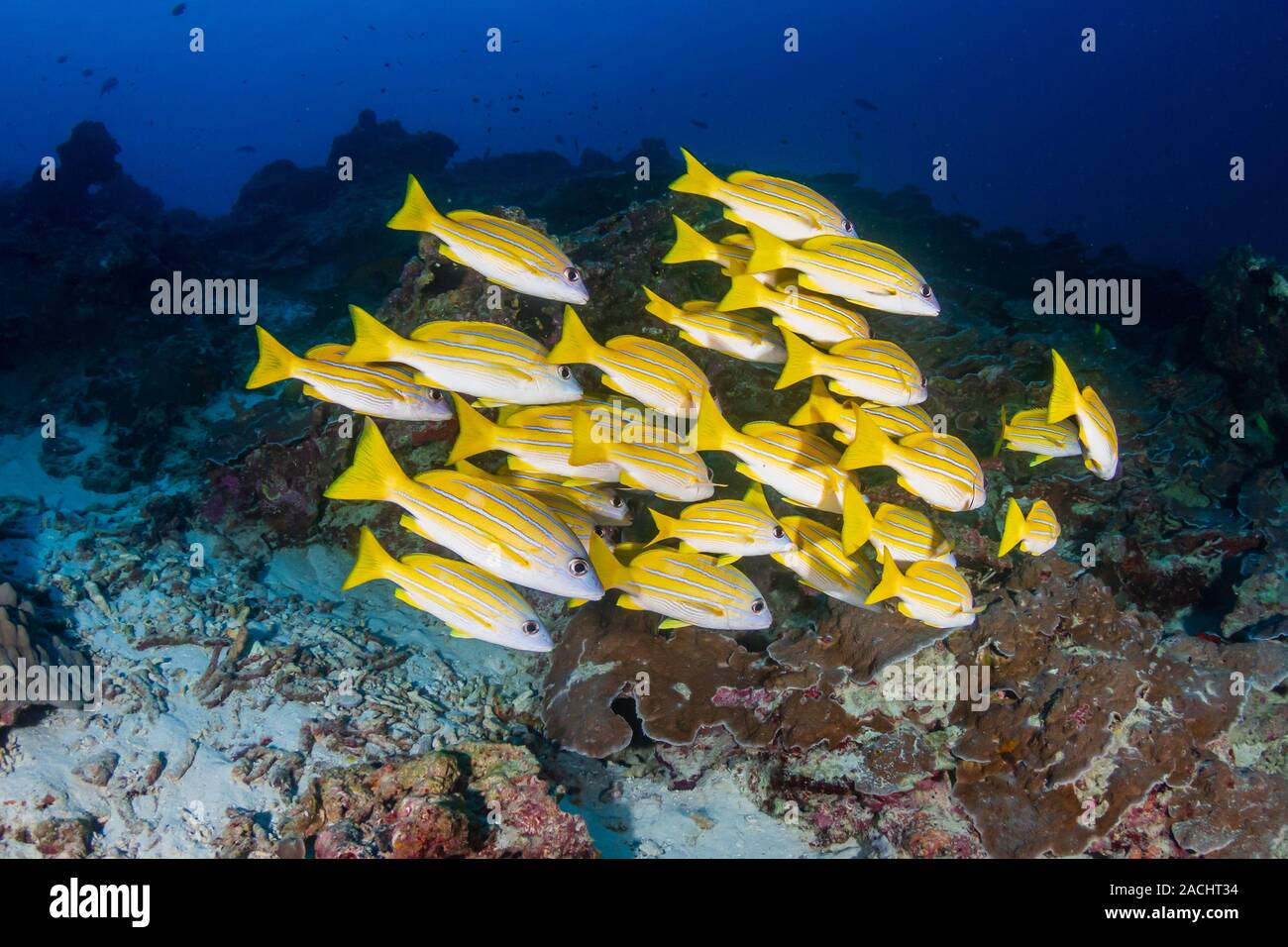 Bluestripe snappers on reef hi-res stock photography and images - Alamy