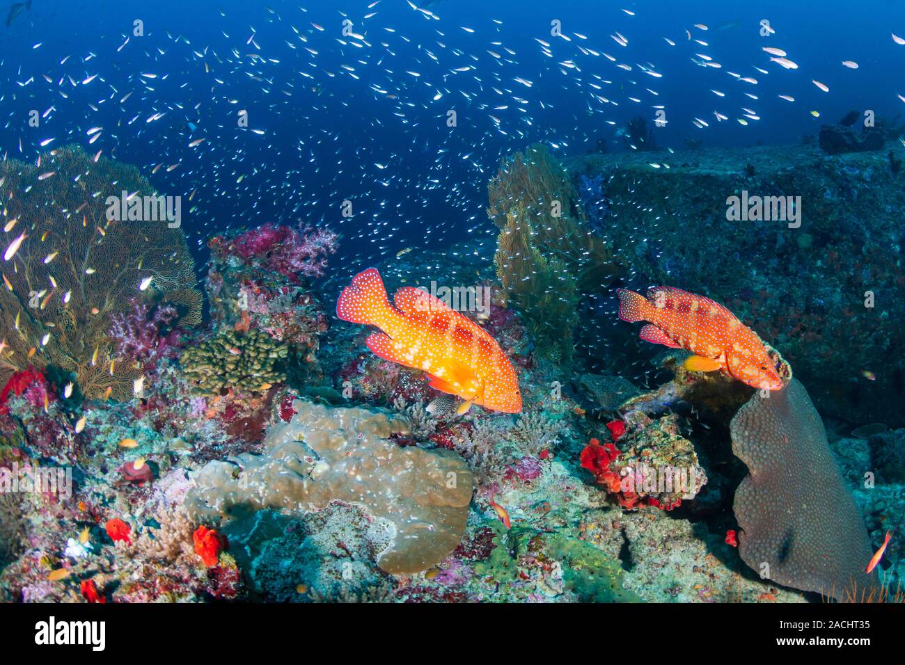 Rock hind grouper fish hi-res stock photography and images - Alamy