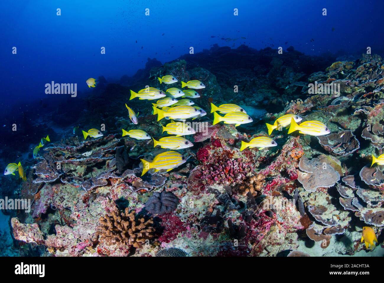 Colorful Blue-Striped Snapper on a tropical coral reef in Thailand ...