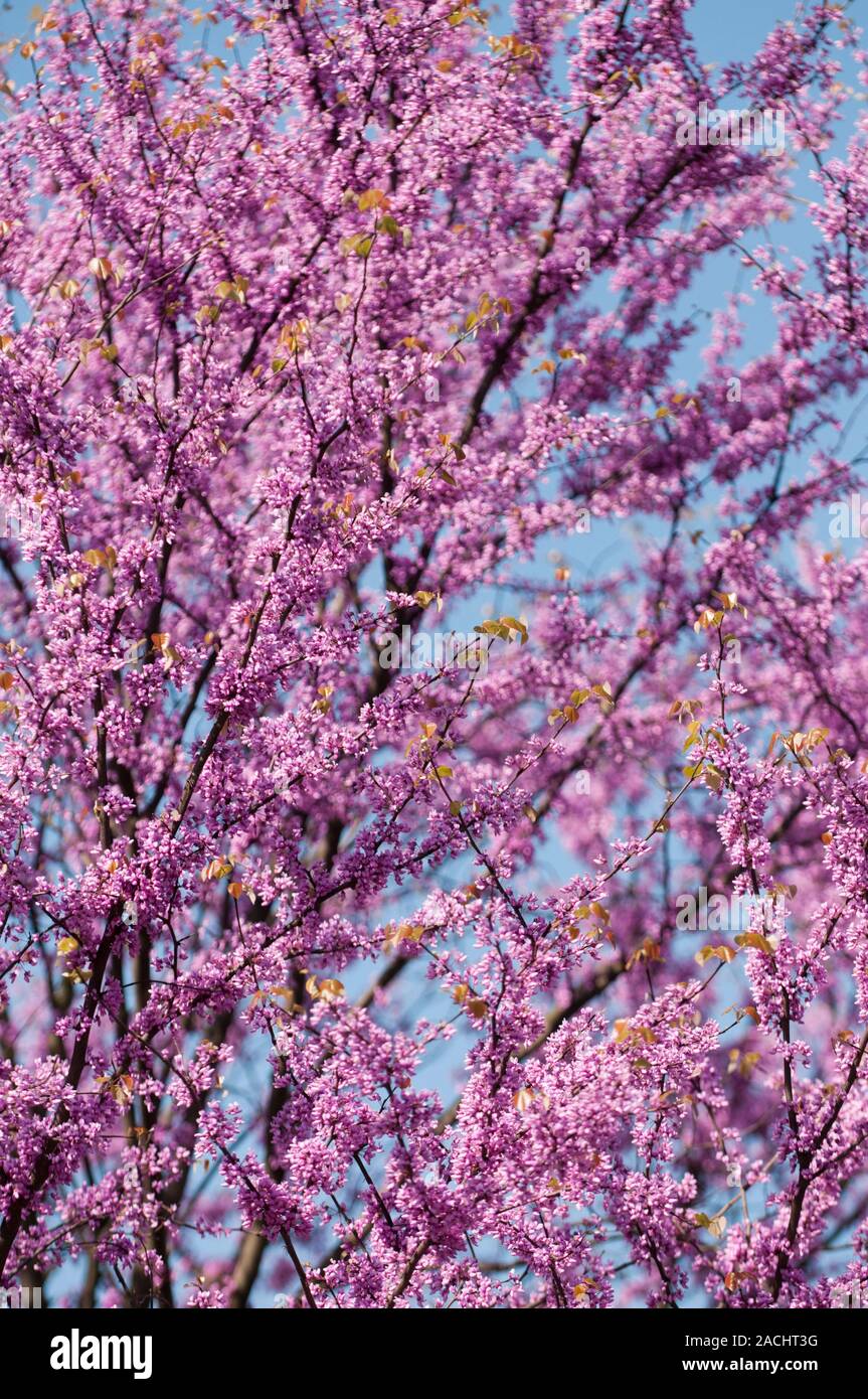 Eastern Redbud (Cercis canadensis 'Forest Pansy') in flower Stock Photo ...