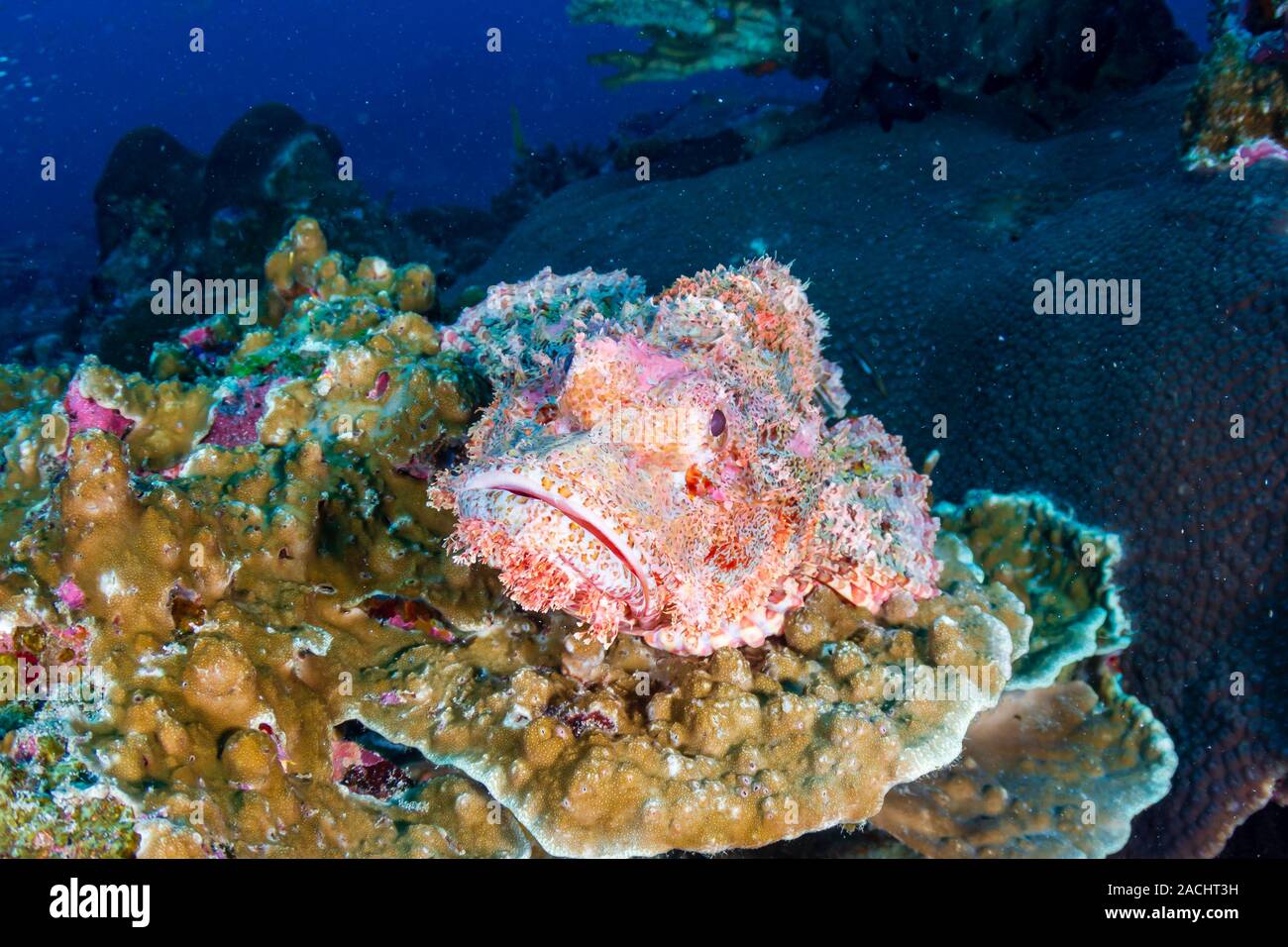 Scorpionfish thailand underwater hi-res stock photography and images ...
