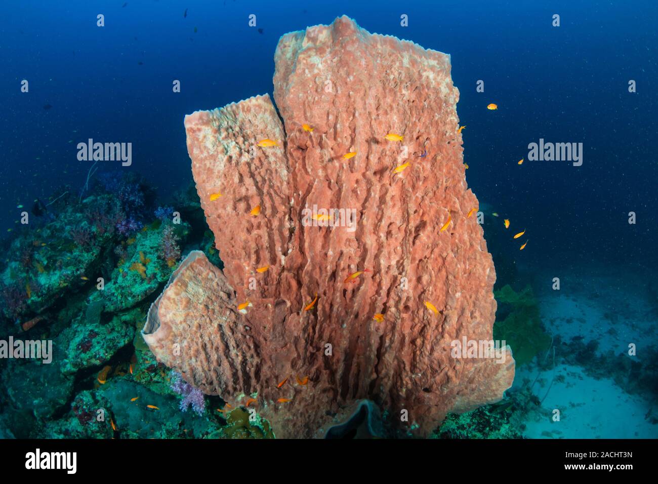 Huge Sponges on a colorful tropical coral reef in Thailand's Similan ...