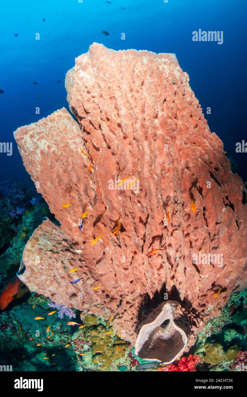 Huge Sponges on a colorful tropical coral reef in Thailand's Similan ...