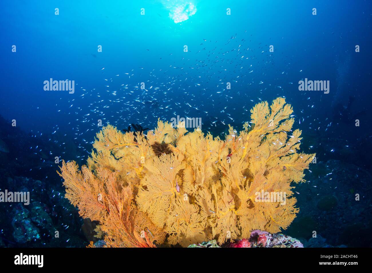 Tropical fish and colorful corals on a tropical coral reef in Thailand ...