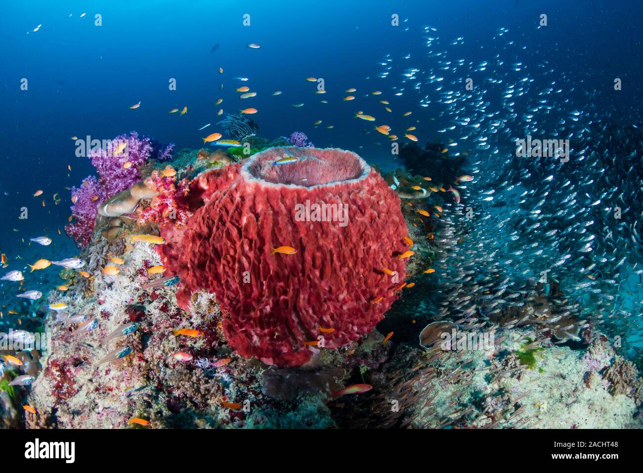 Huge Sponges on a colorful tropical coral reef in Thailand's Similan ...