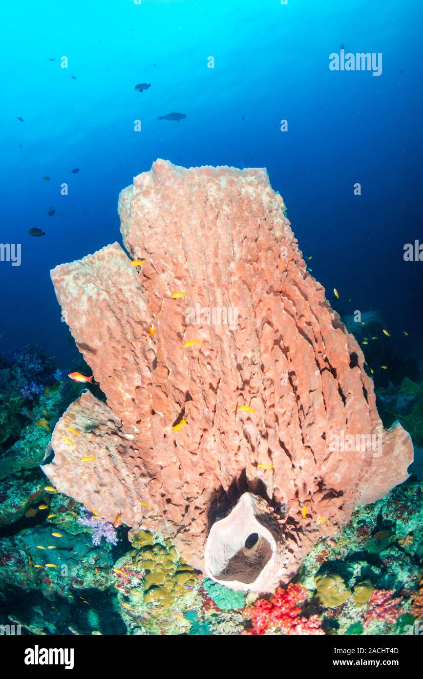 Huge Sponges on a colorful tropical coral reef in Thailand's Similan ...