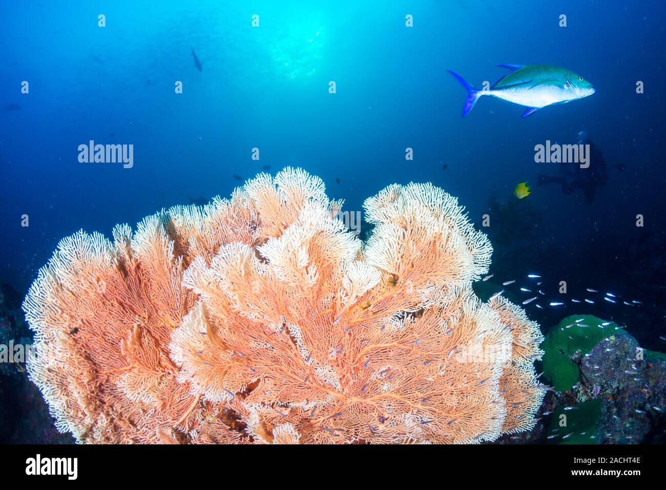 Tropical fish and colorful corals on a tropical coral reef in Thailand ...