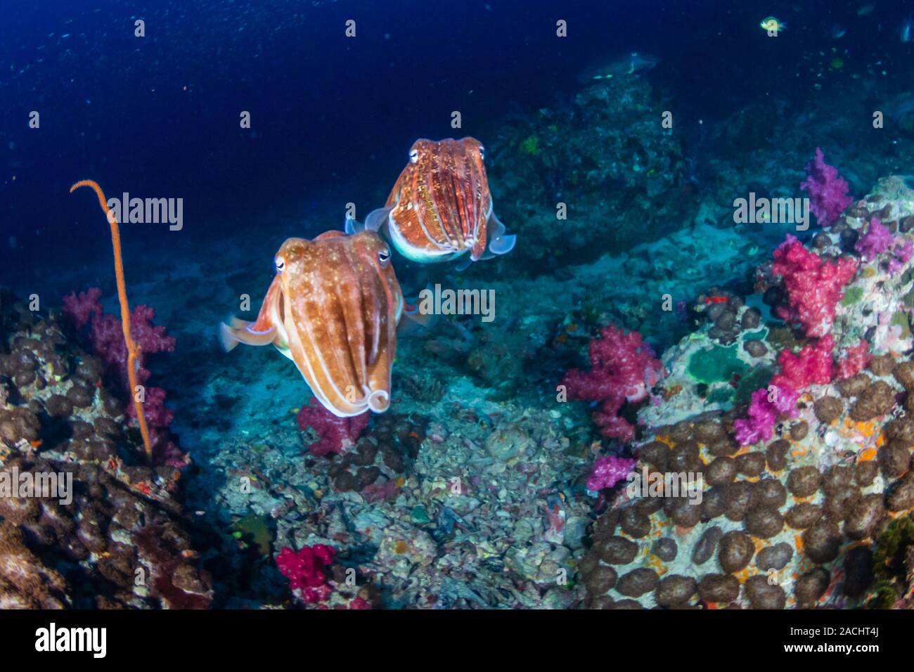 Mating Cuttlefish on a tropical coral reef at dawn (Richelieu Rock ...