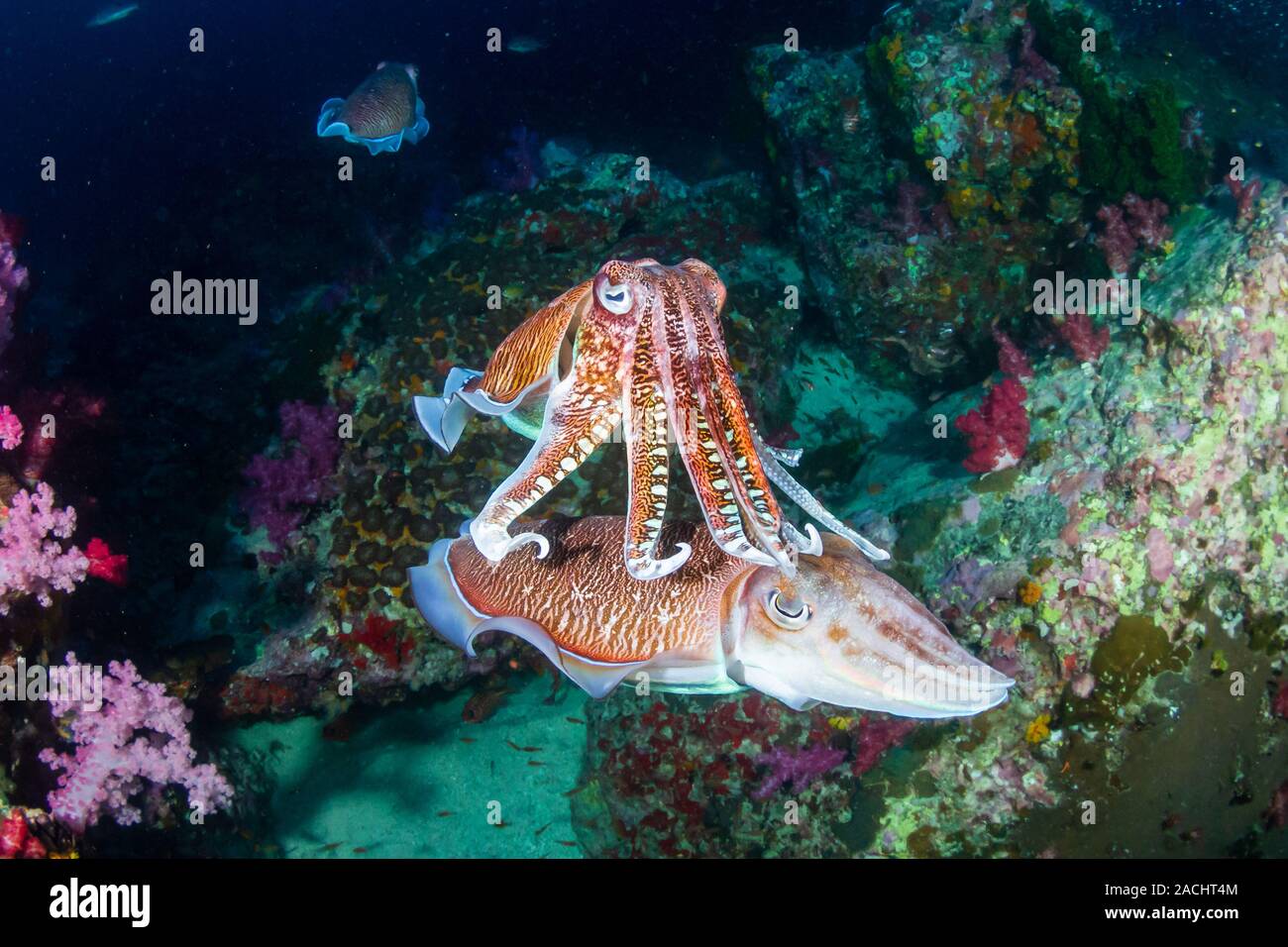 Mating Cuttlefish on a tropical coral reef at dawn (Richelieu Rock ...