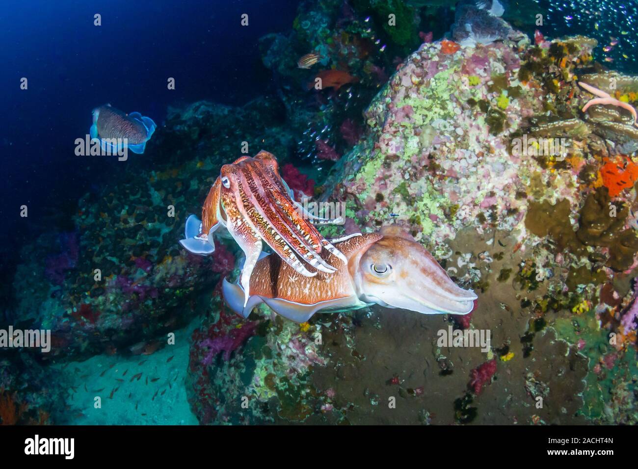 Mating Cuttlefish on a tropical coral reef at dawn (Richelieu Rock ...