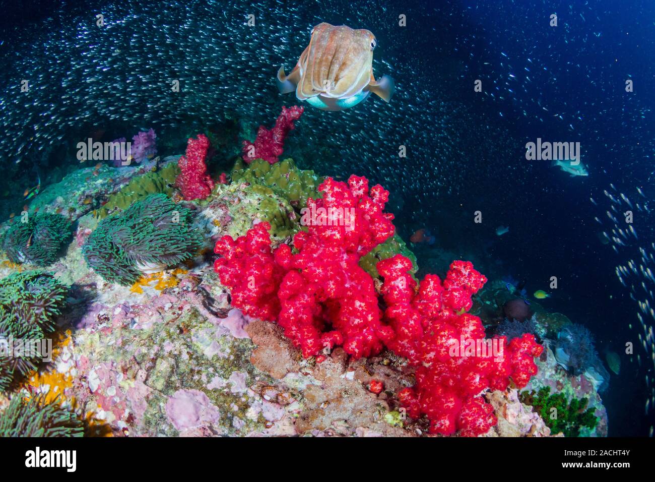 Curious Cuttlefish at dawn on a tropical coral reef (Richelieu Rock ...