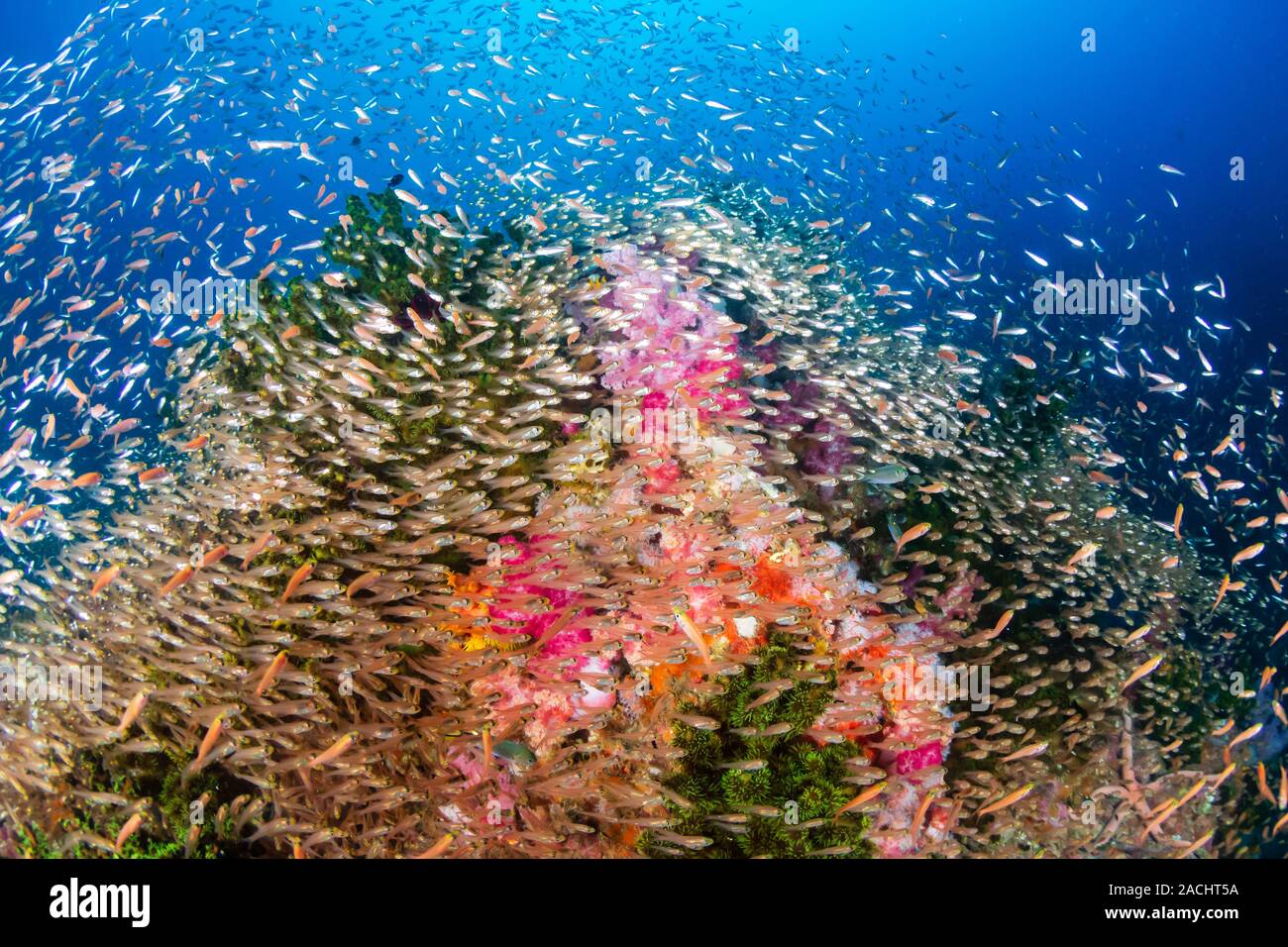 Tropical fish and colorful corals on a tropical coral reef at Richelieu ...