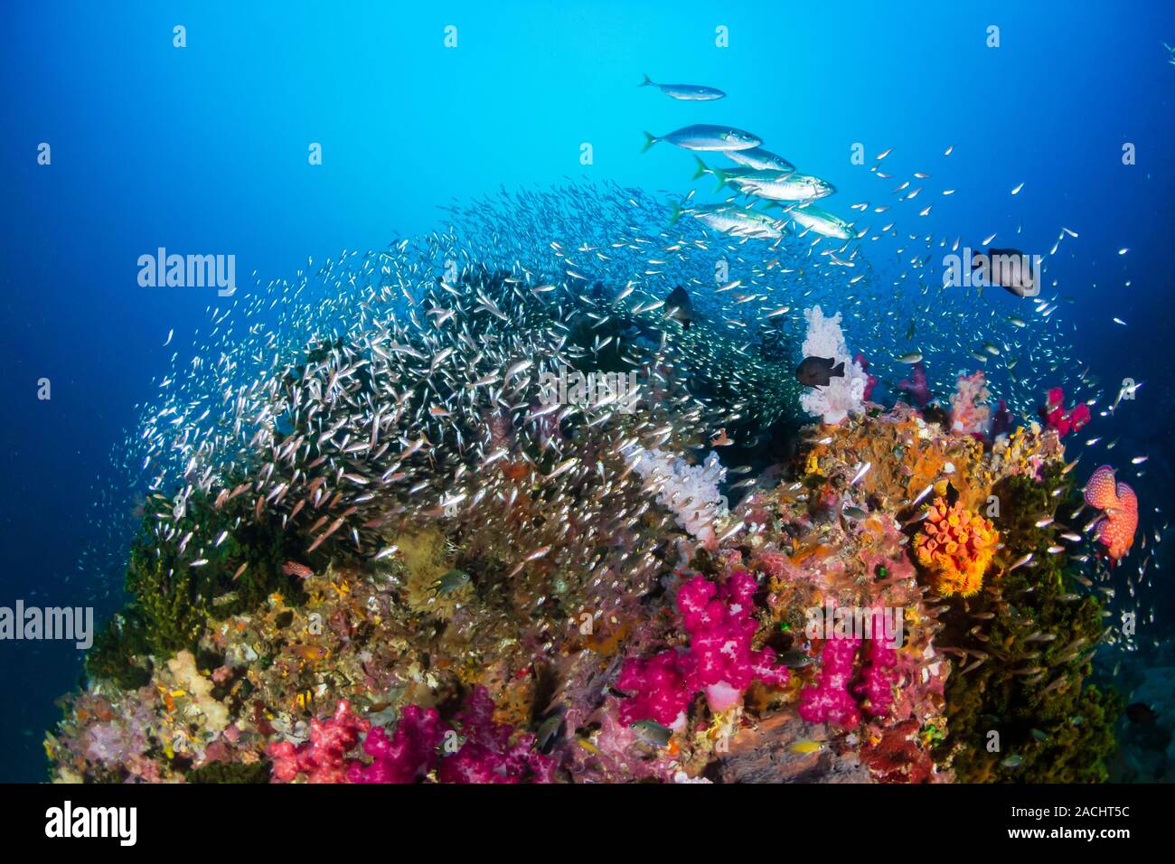 Tropical fish and colorful corals on a tropical coral reef at Richelieu ...