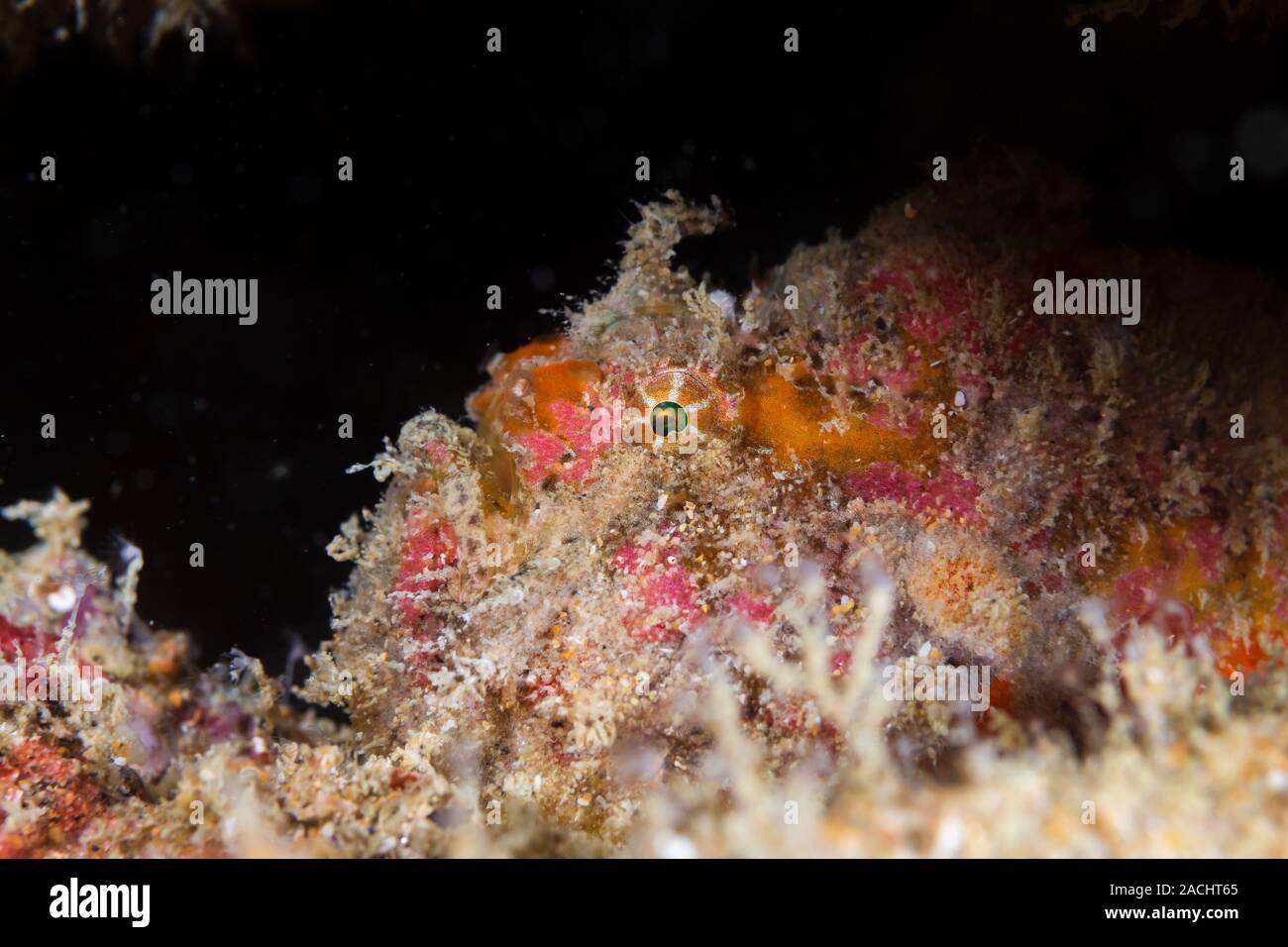 Well camouflaged Frogfish on an underwater shipwreck Stock Photo - Alamy