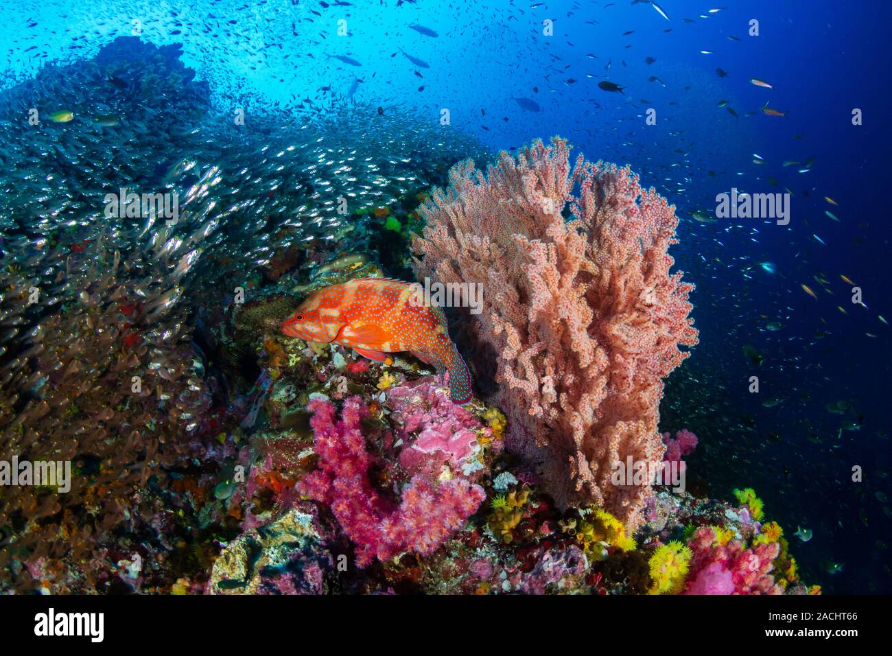 Tropical fish and colorful corals on a tropical coral reef at Richelieu ...