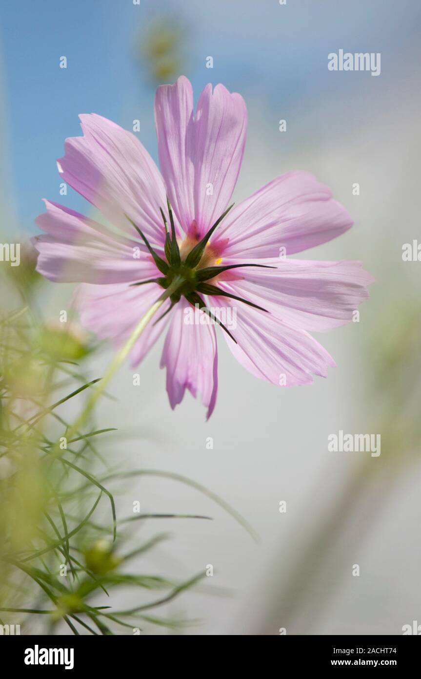 Cosmos bipinnatus in flower Stock Photo - Alamy