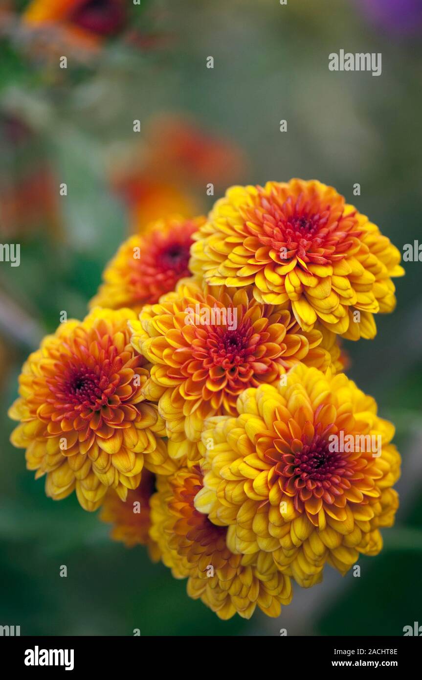 Chrysanthemum (Dendranthema x grandiflorum) in flower Stock Photo - Alamy