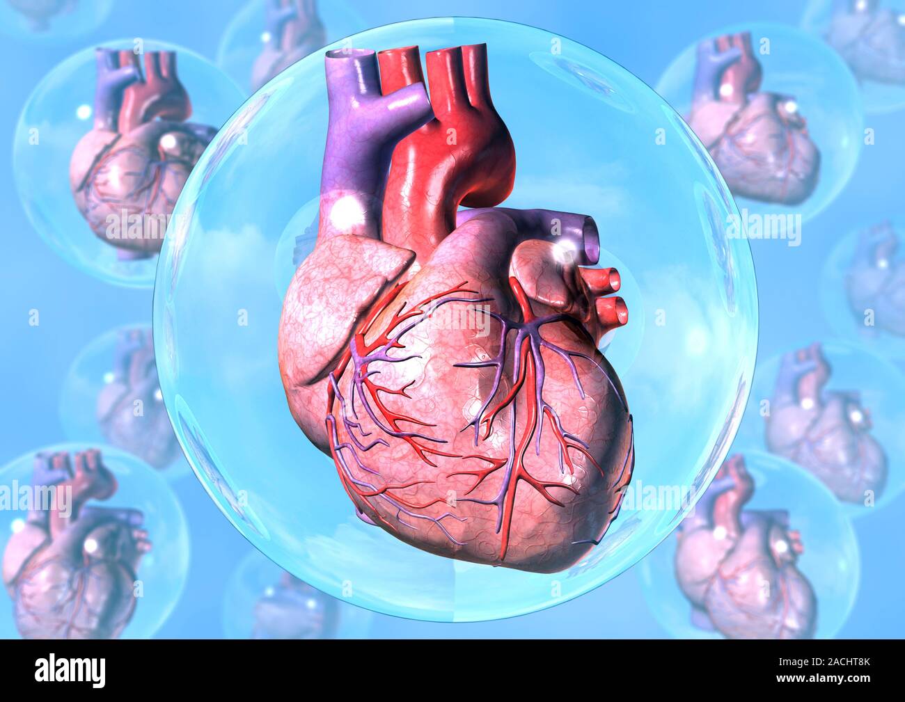Protected heart, conceptual computer artwork. The protective bubble ...