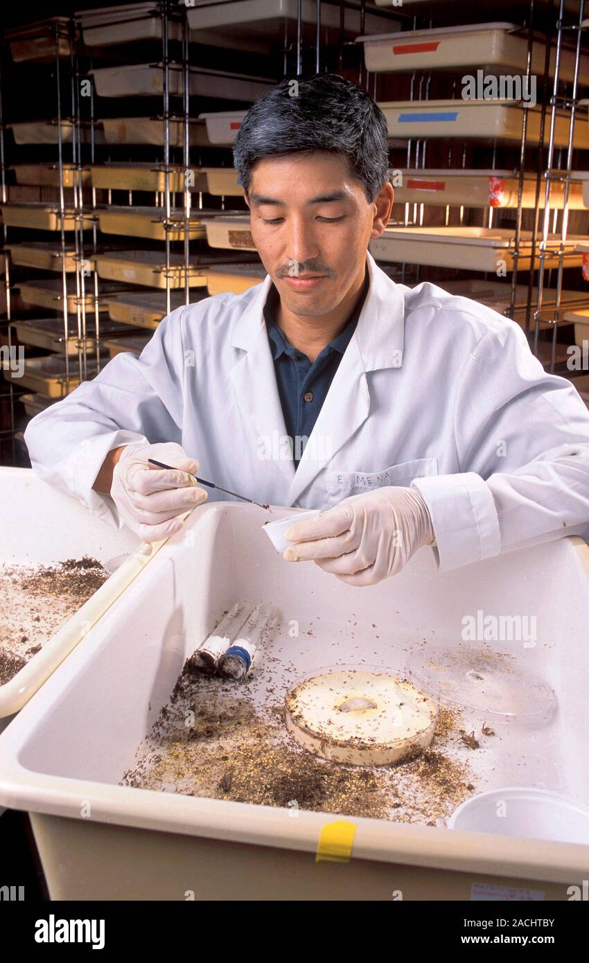 Fire ant control research. Entomologist collecting infected fire ants ...