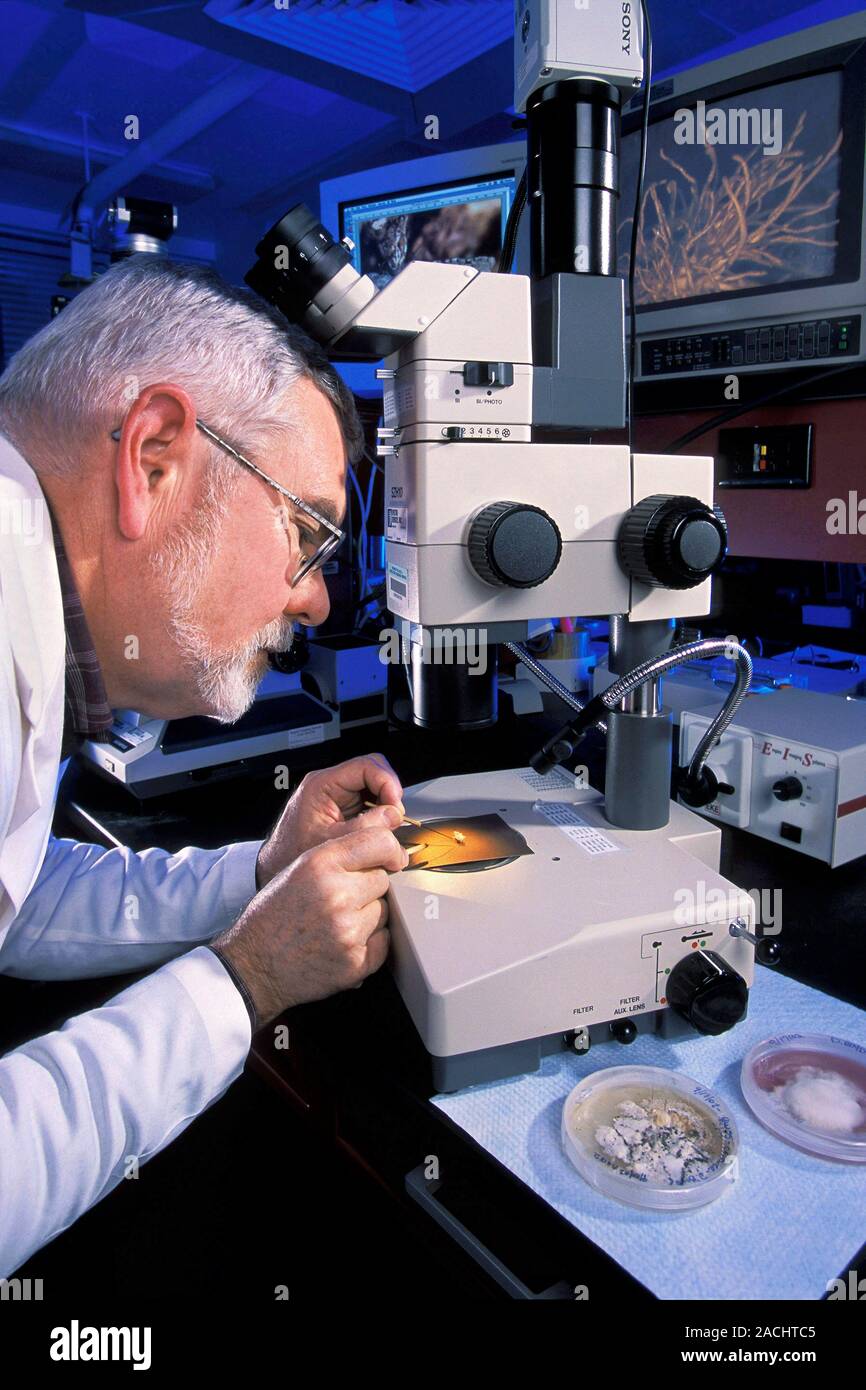Insect pathogen research. Microbiologist using a microscope to identify ...