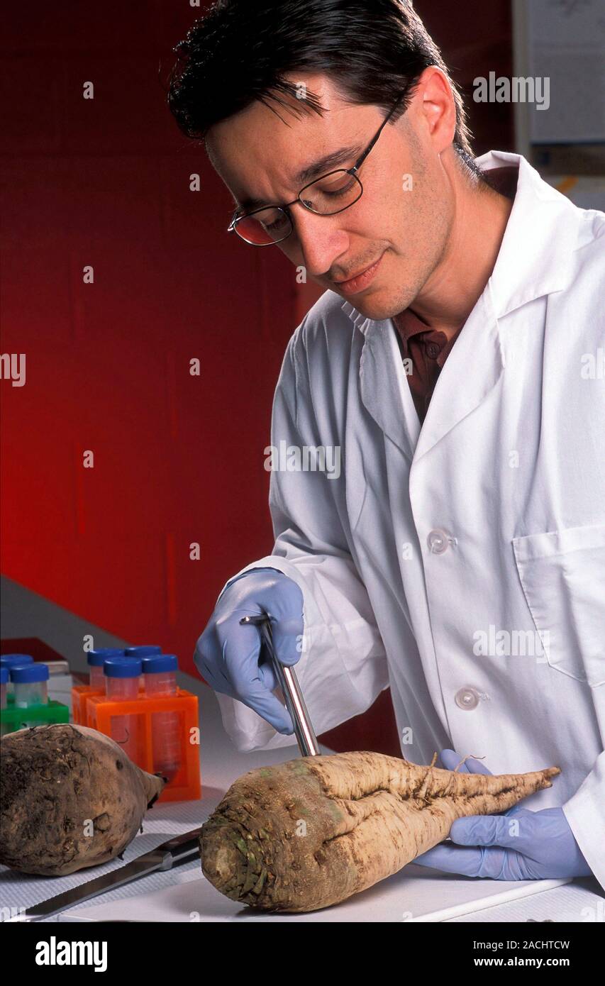 Sugar beet breeding research. Plant breeding and genetics graduate ...