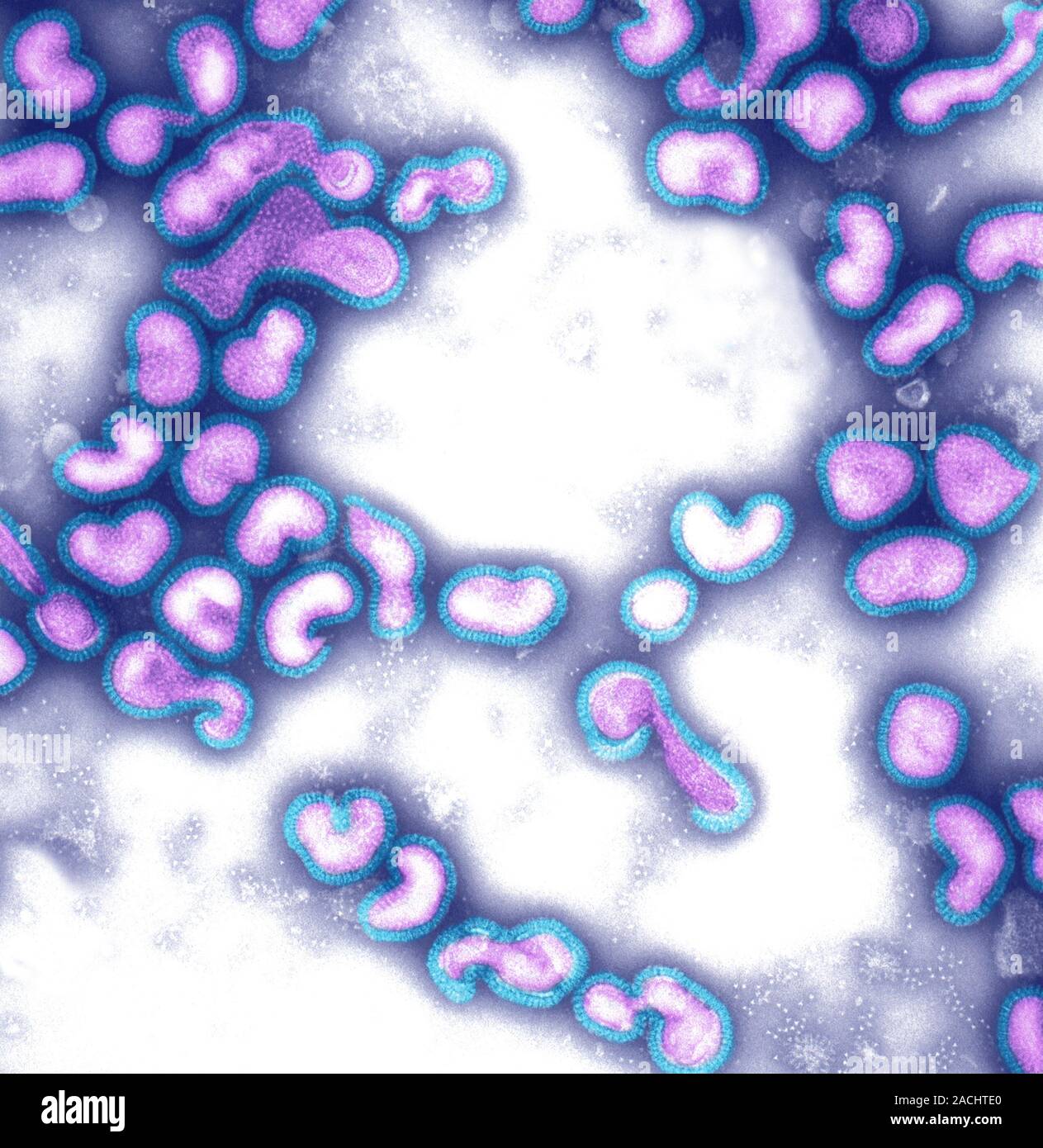 Influenza virus particles, coloured transmission electron micrograph ...
