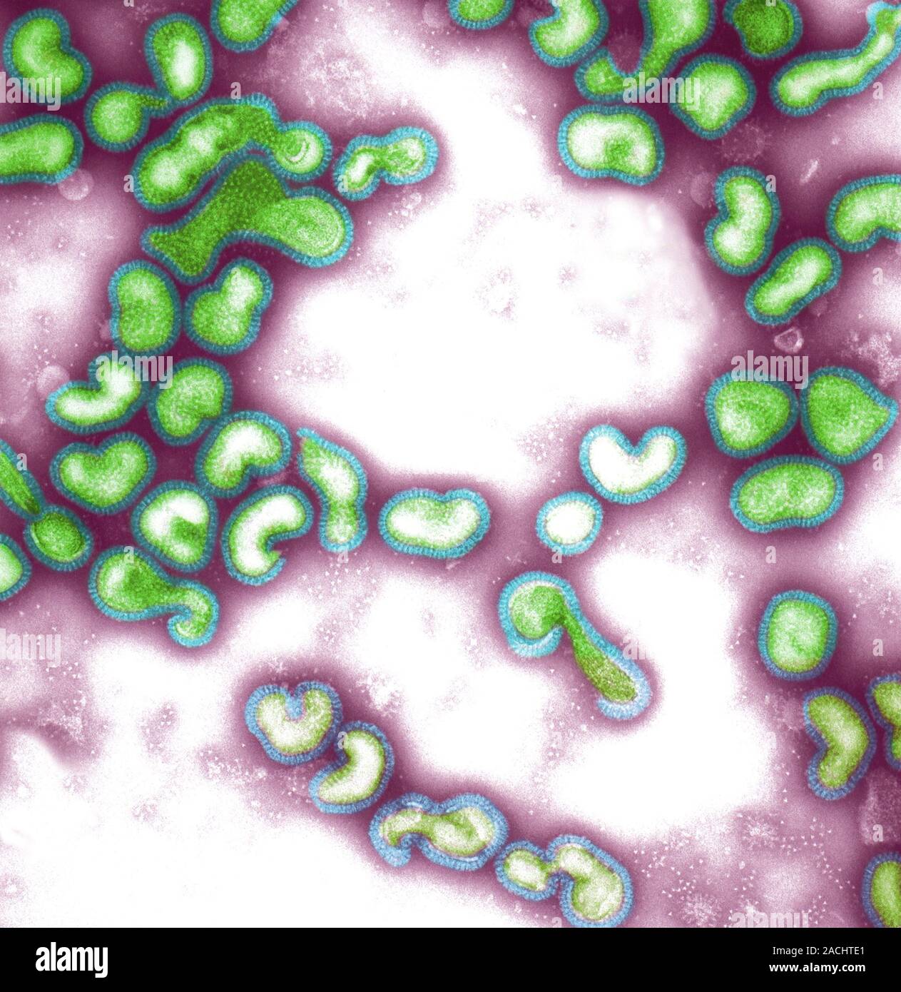 Influenza virus particles, coloured transmission electron micrograph ... Influenza virus particles, coloured transmission electron micrograph ...
