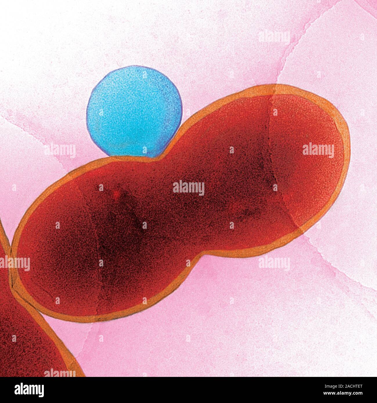Haemophilus influenzae bacteria. Coloured transmission electron ...