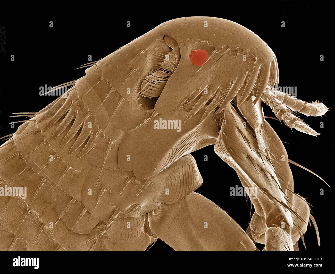Cat flea head. Coloured scanning electron micrograph (SEM) of a cat ...