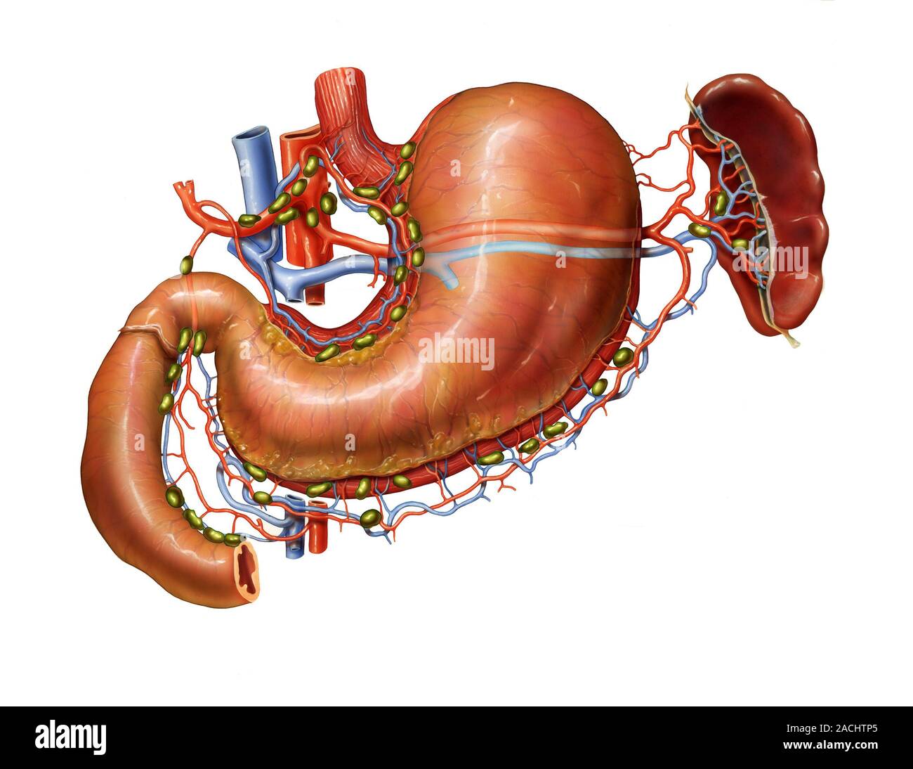 Human stomach. Computer artwork of a human stomach showing its blood ...
