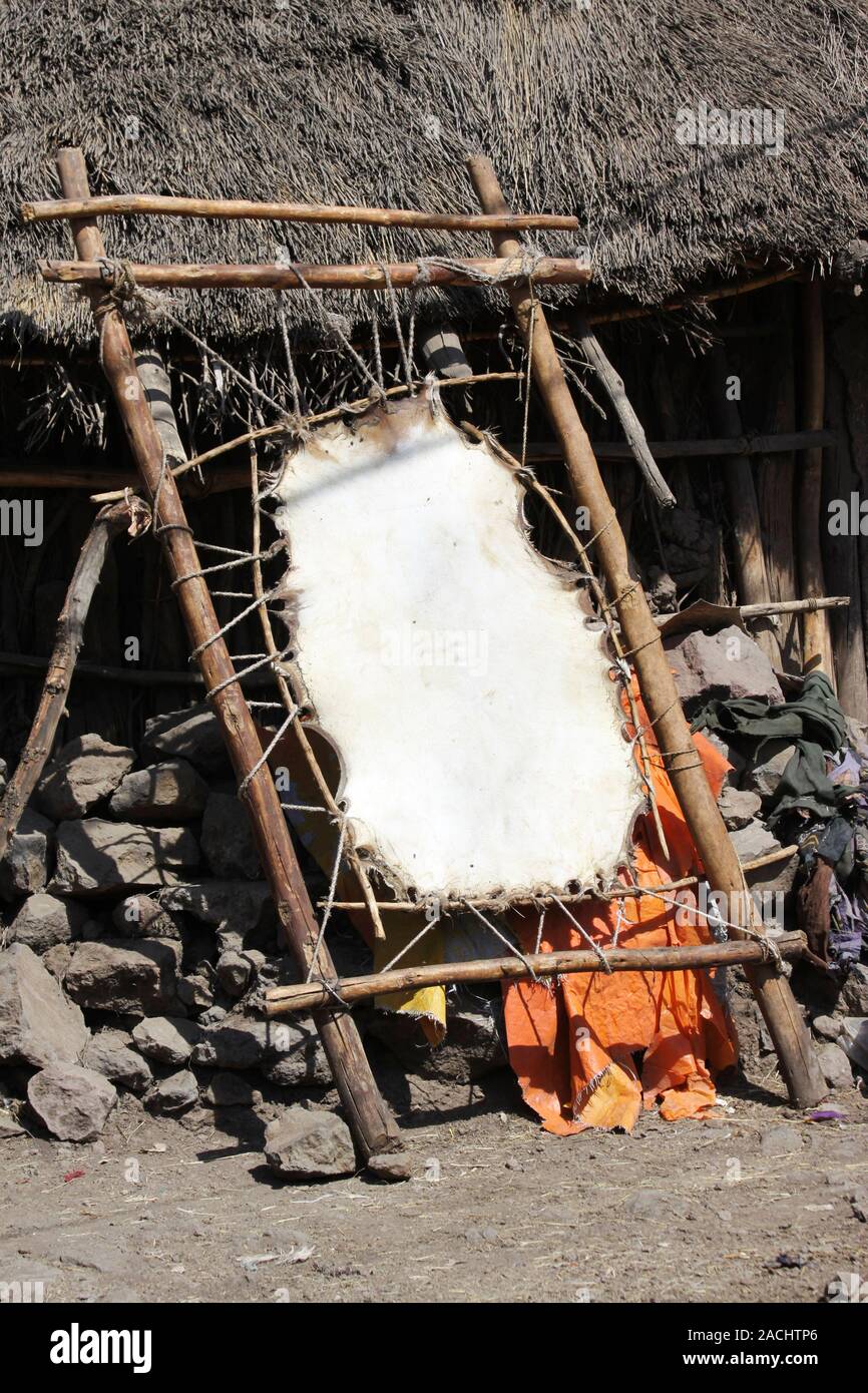 Curing animal skin. Cleaned animal skin being stretched on a frame ...