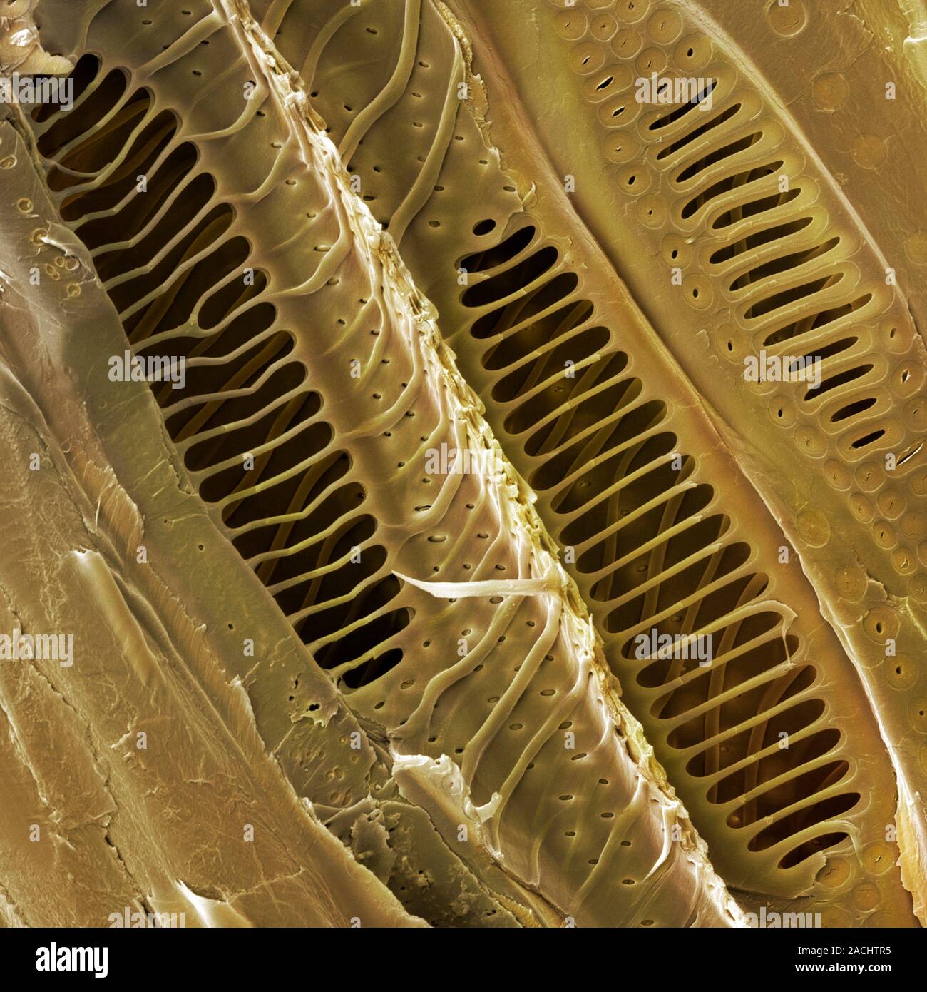 Holly stem xylem vessels (Ilex aquifolium), coloured scanning electron ...