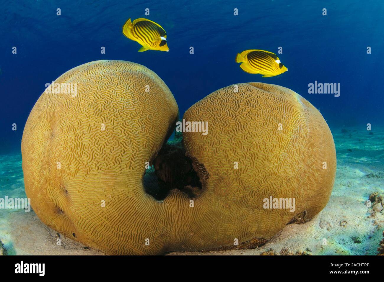Two Diagonal Butterflyfish (Chaetodon fasciatus), also known as the Red ...
