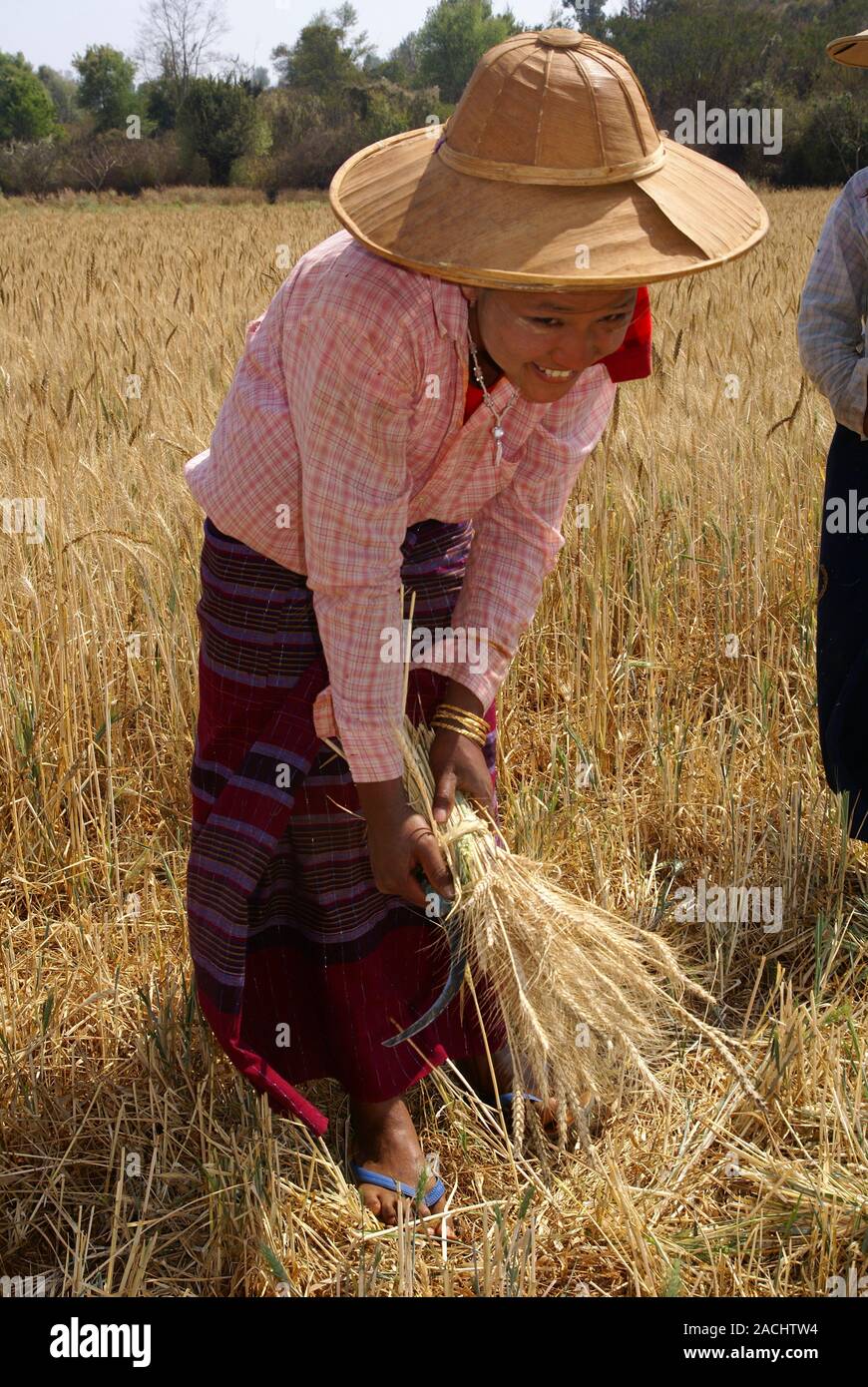 Myanmar, Shan State, Near Heho, peasant women harvest wheat Stock Photo ...