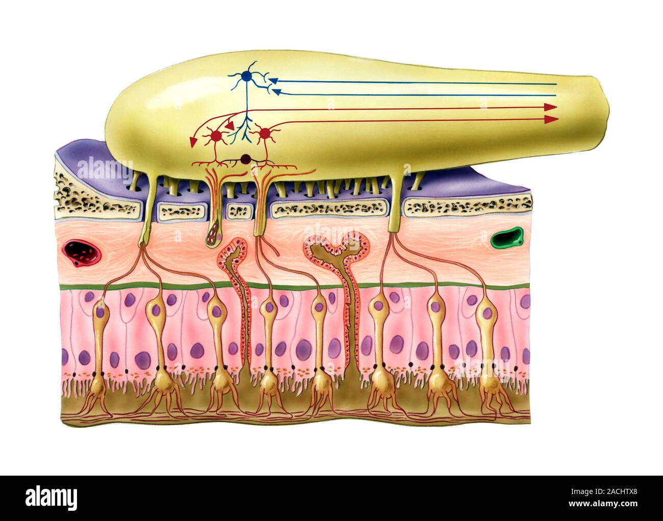 Human olfactory system. Computer artwork showing the olfactory bulb ...