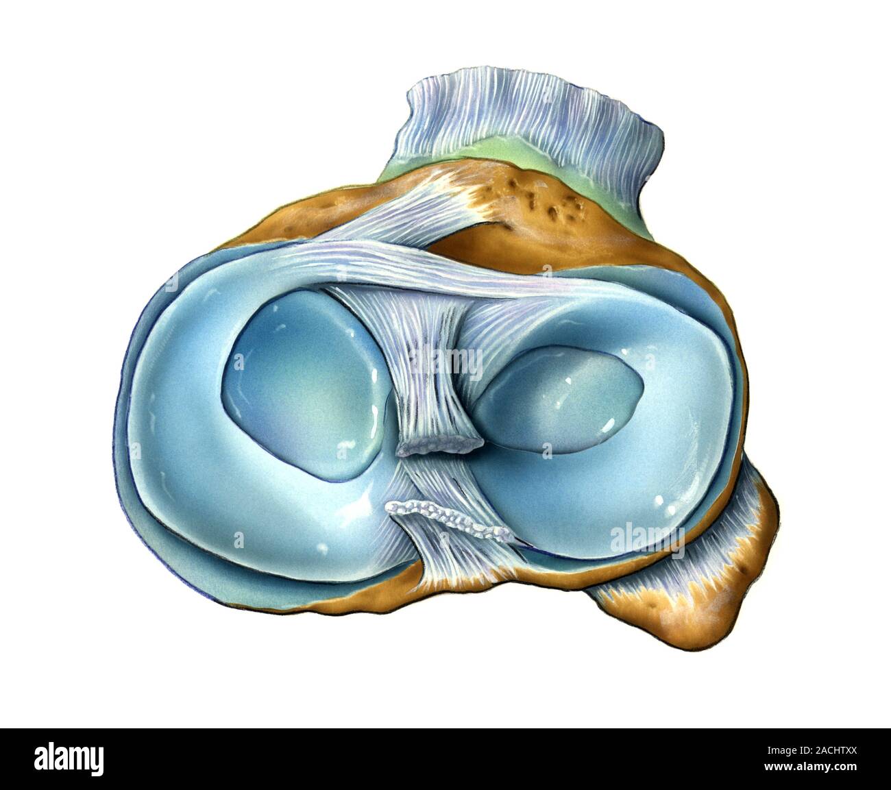 Knee anatomy. Artwork of a cross sectional view of the bones and ...