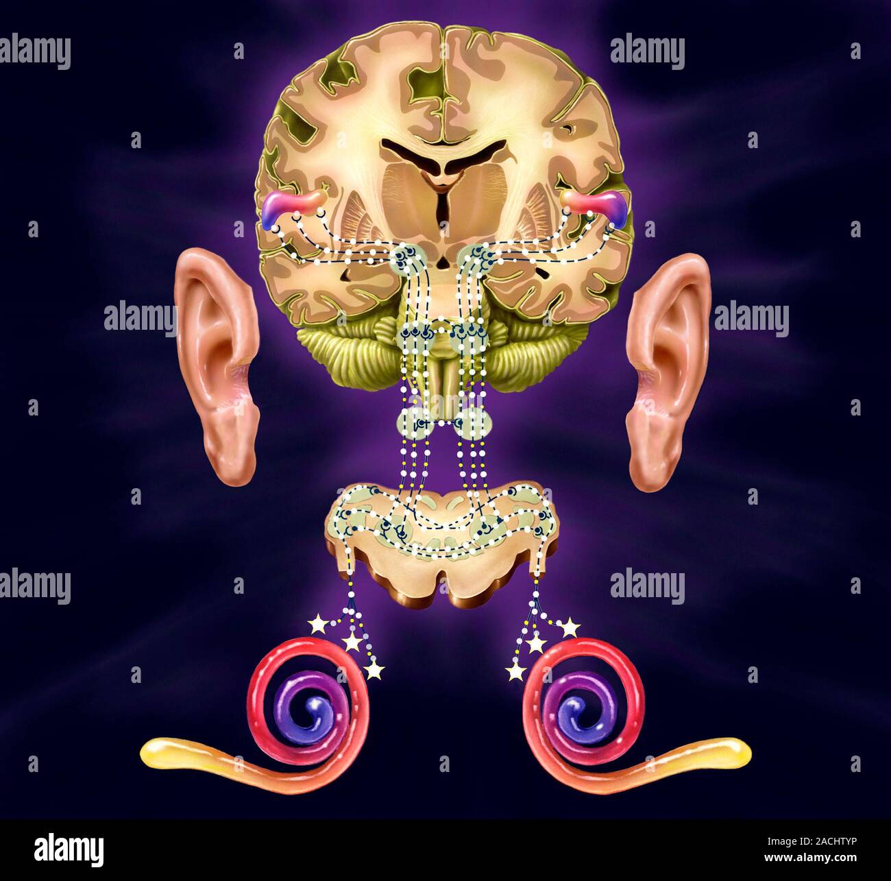 Human auditory system. Computer artwork showing the main areas involved ...