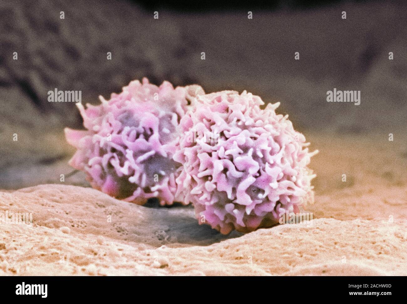 Macrophage cells. Coloured scanning electron micrograph (SEM) of macrophage white blood cells ...