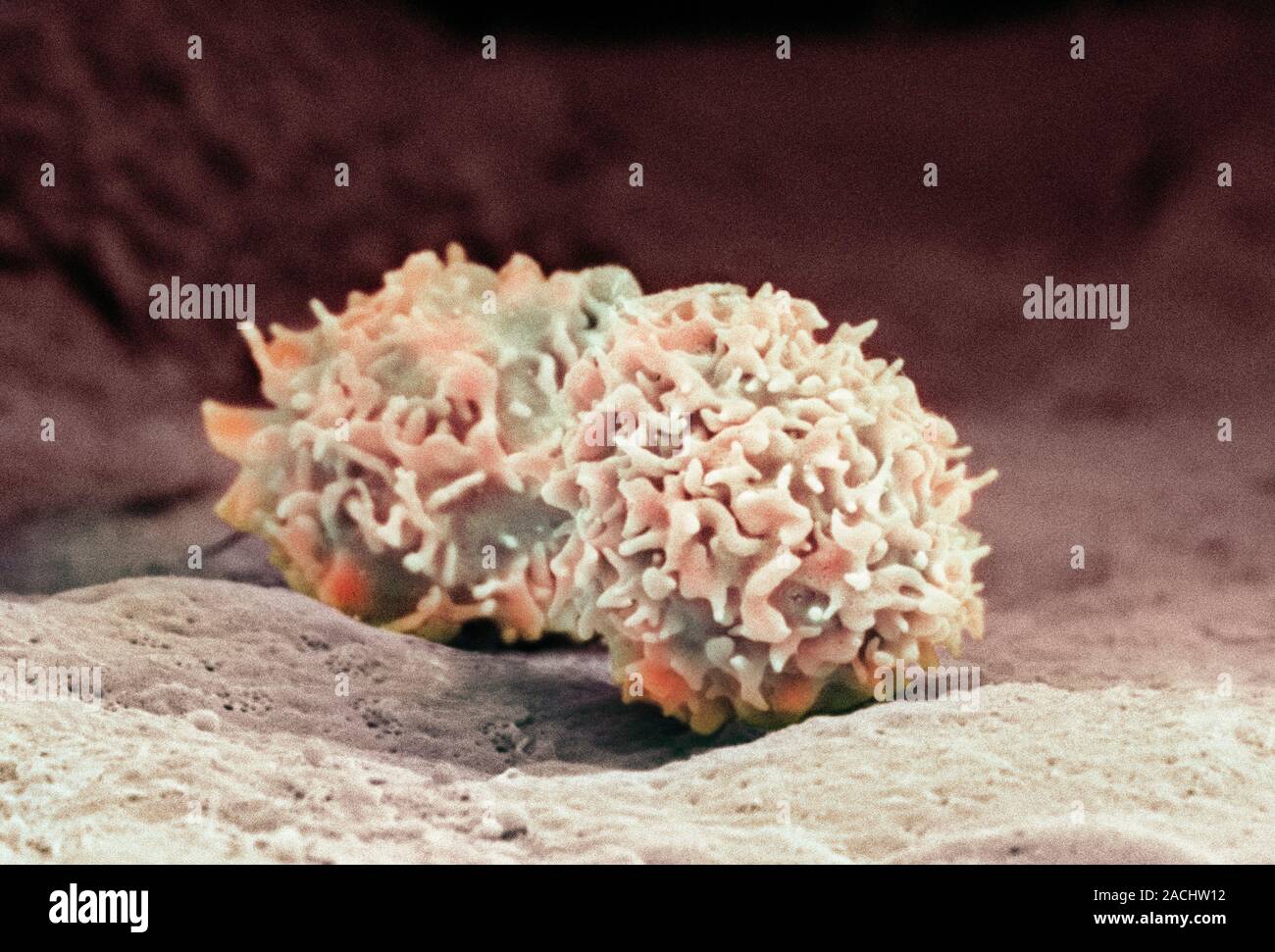 Macrophage cells. Coloured scanning electron micrograph (SEM) of macrophage white blood cells ...