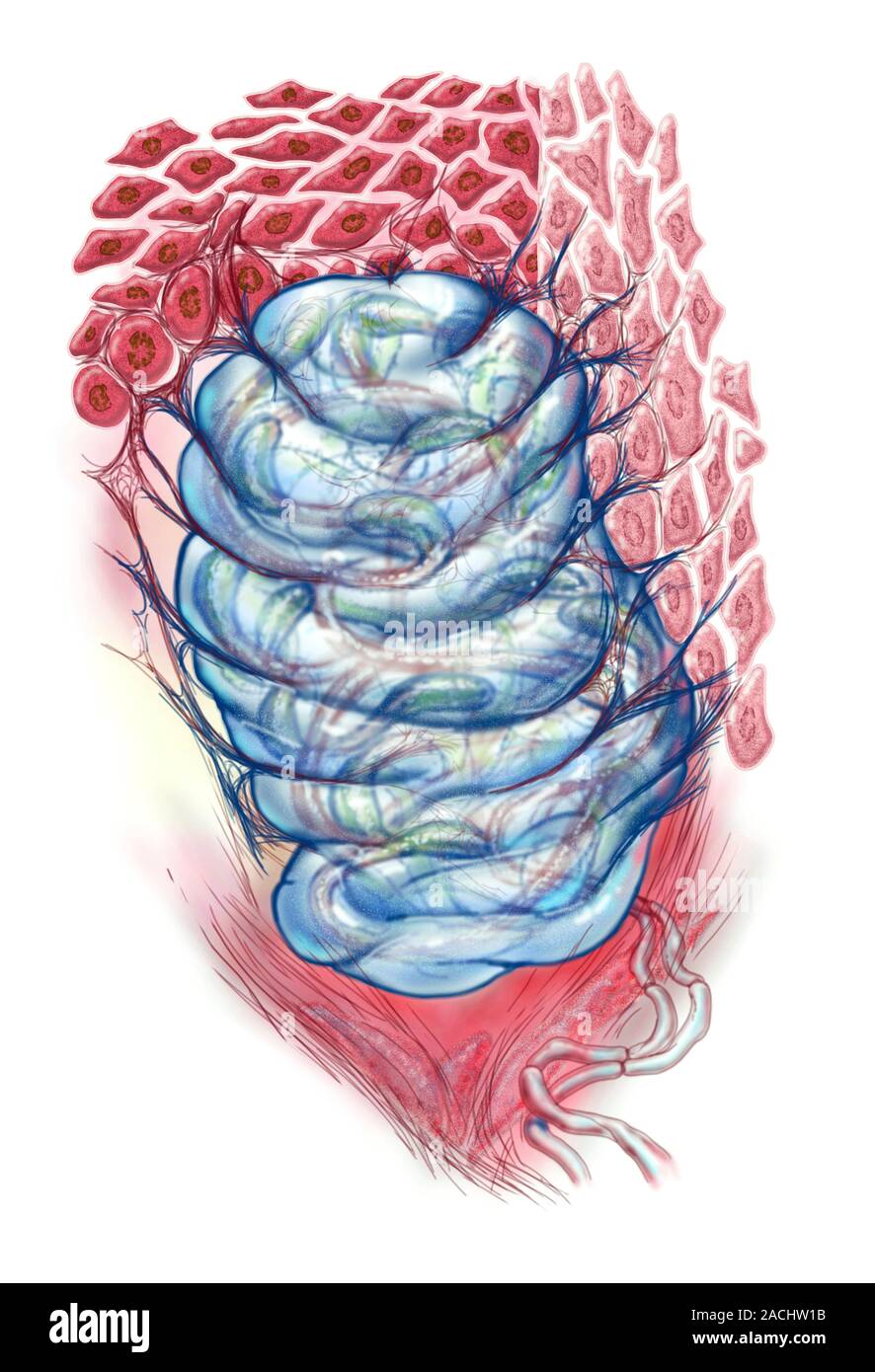 Meissner's corpuscle, artwork. Meissner's corpuscles (ortactile ...
