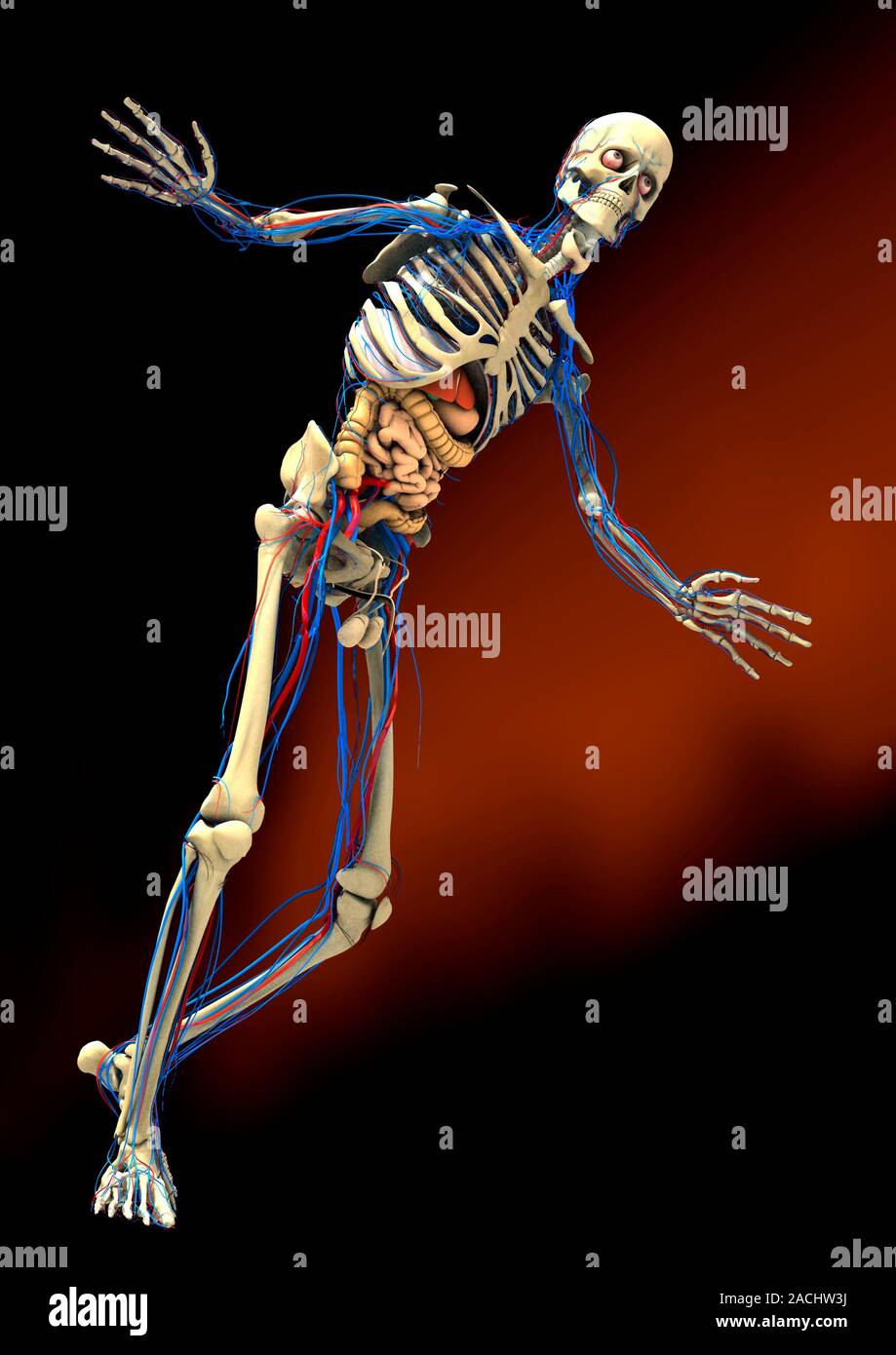 Human anatomy. Computer artwork of a human skeleton dancing. The ...