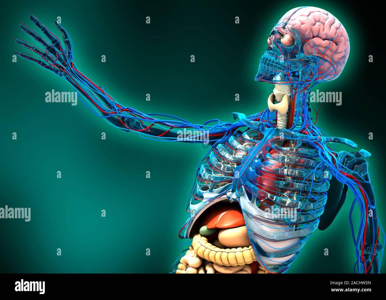 Human anatomy. Computer artwork of the upper half of a human skeleton ...