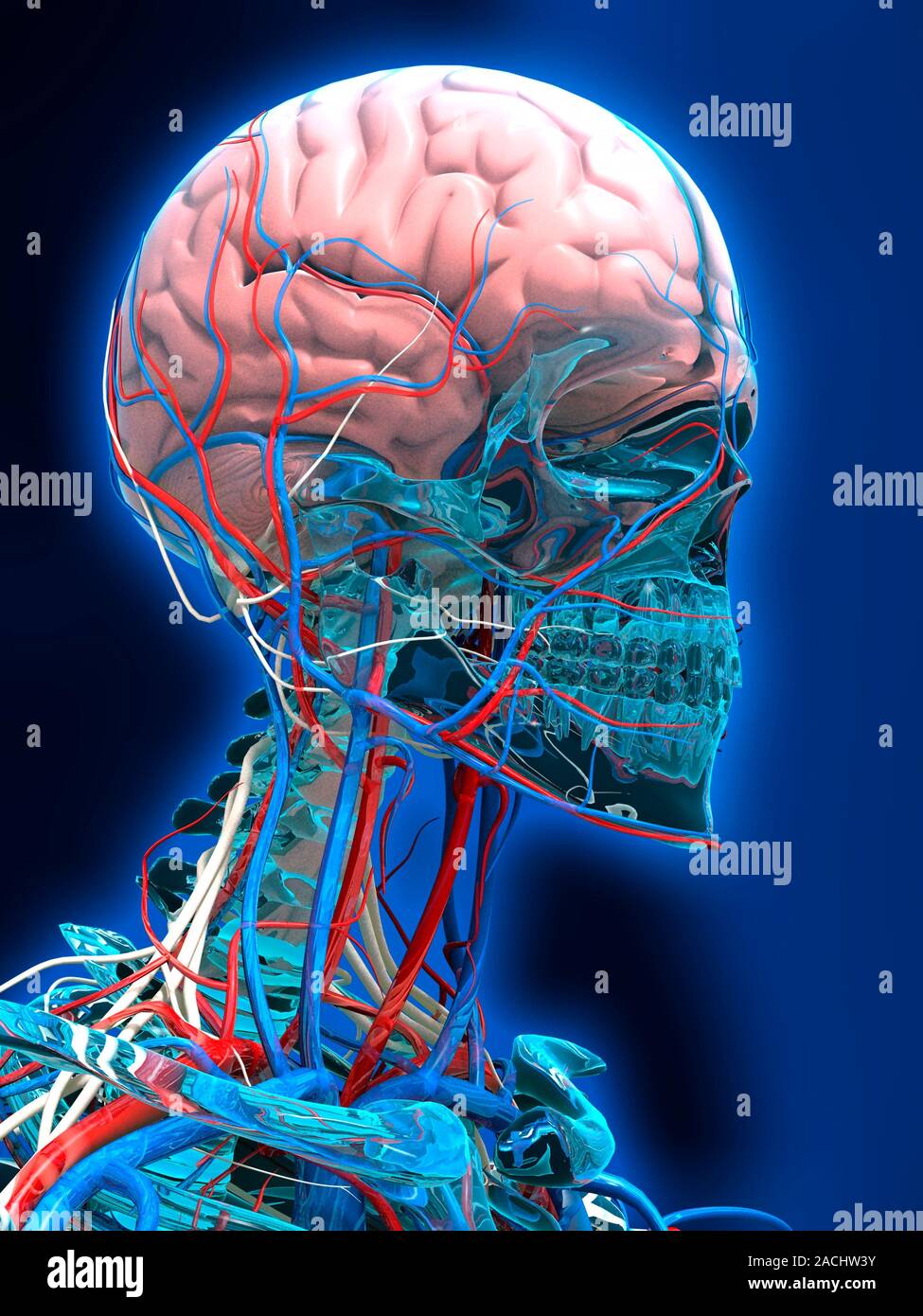 Human head anatomy. Computer artwork of the right-side of the head and ...