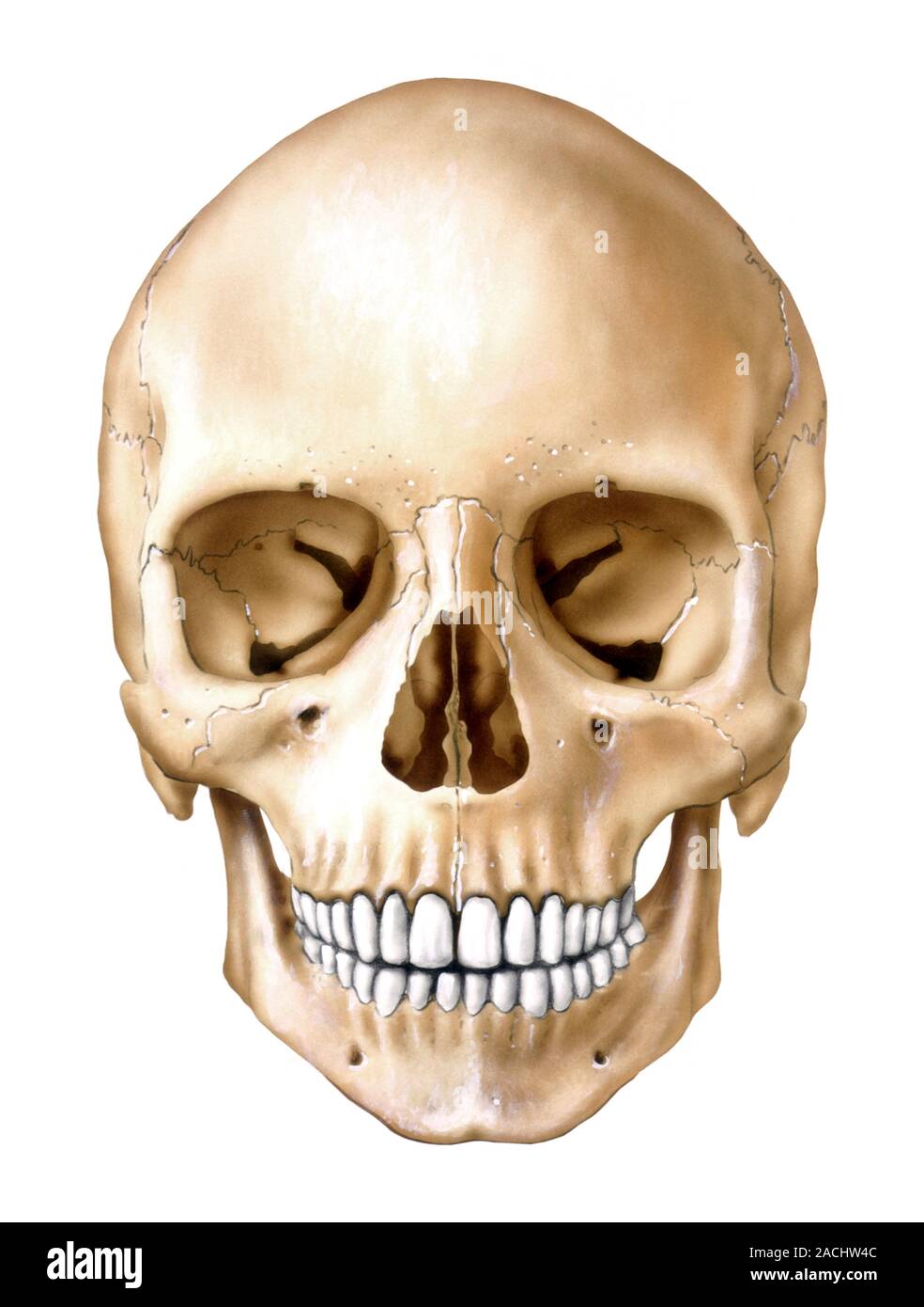 Human skull. Computer artwork showing the bones of the human skull. In ...