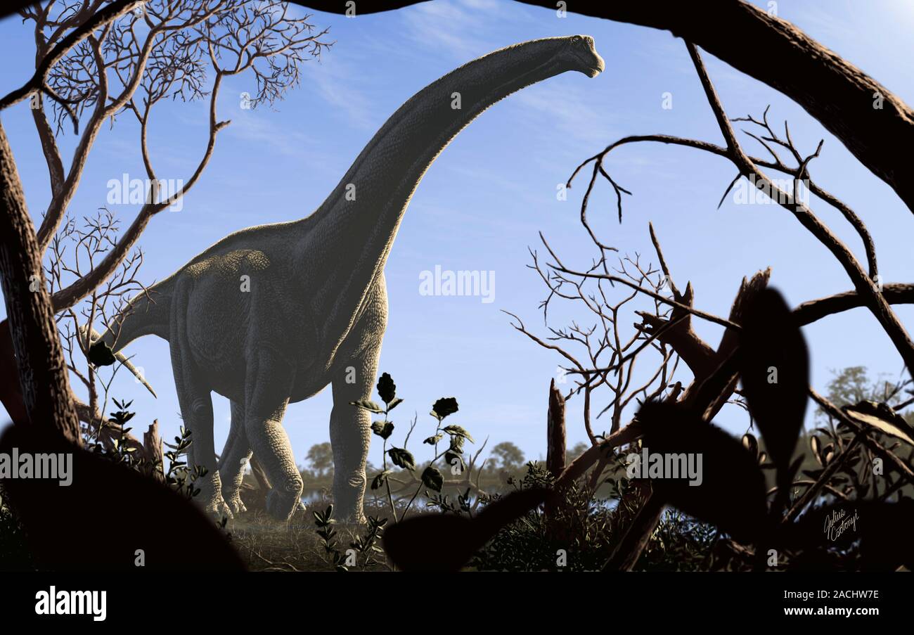 Futalognkosaurus dukei dinosaur, artwork. This large dinosaur, a ...