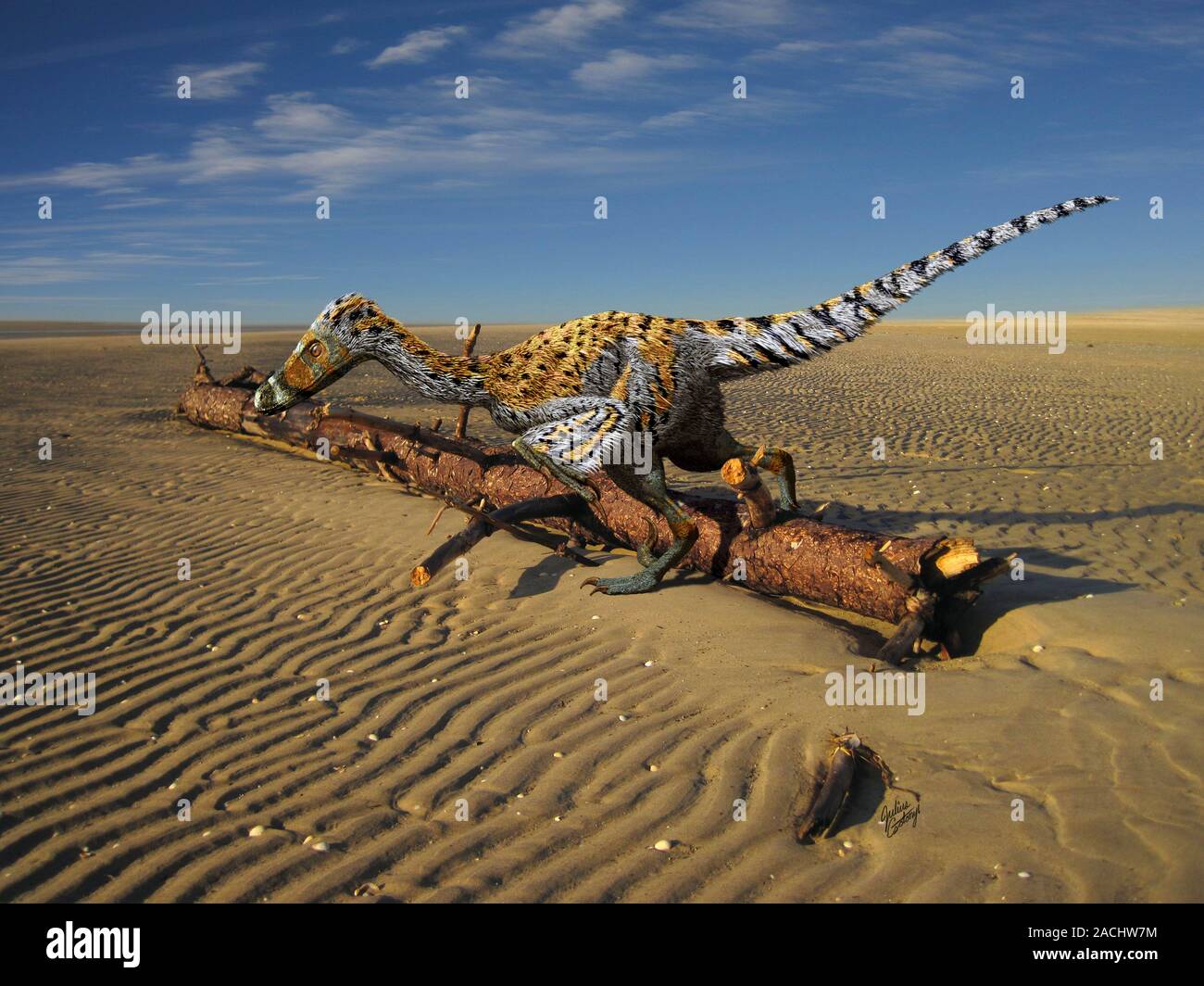 Linheraptor exquisitus dinosaur, artwork. This dinosaur, a type of ...