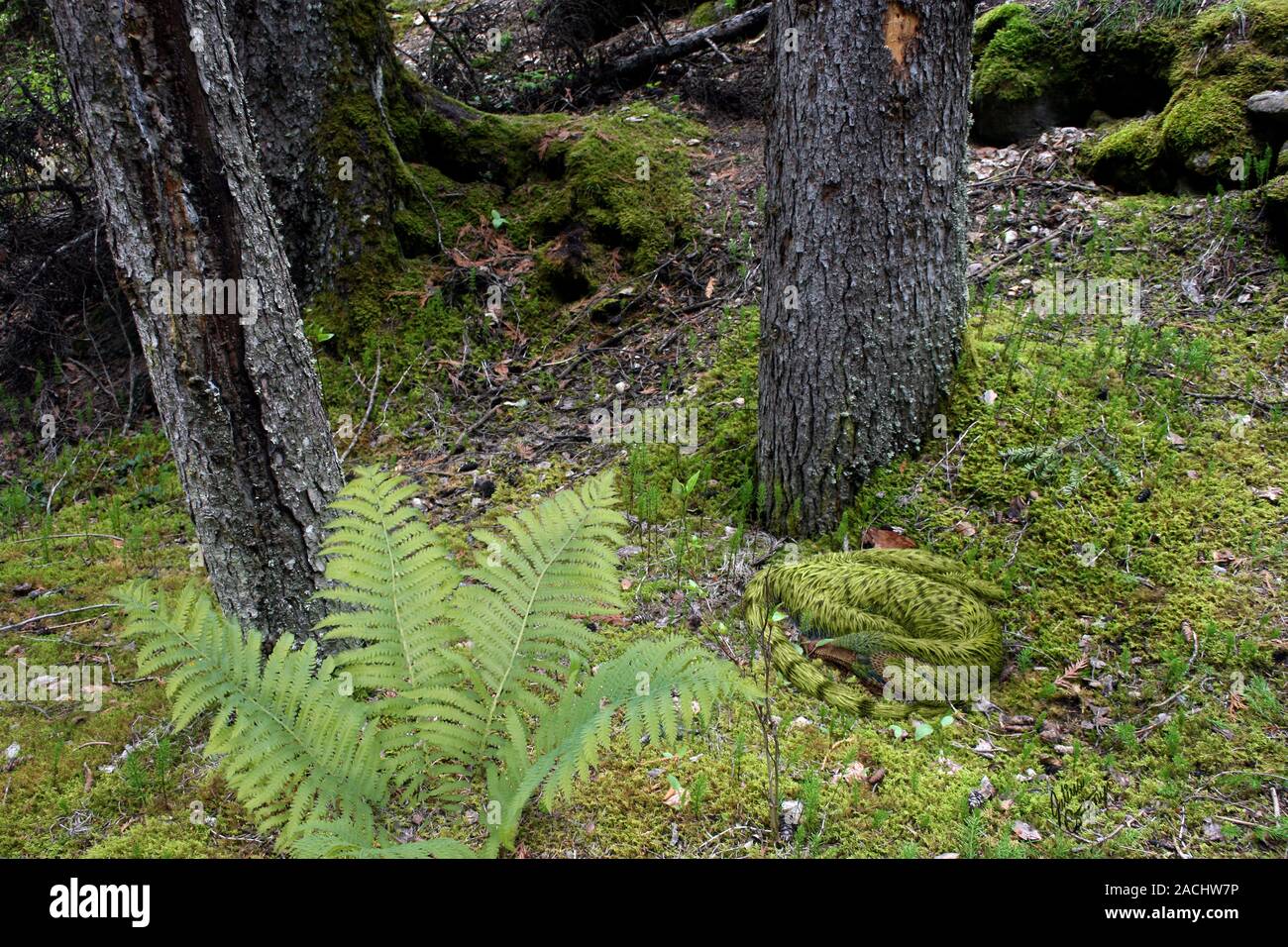 Mei long dinosaur (lower right) camouflaged under a tree, artwork. This ...