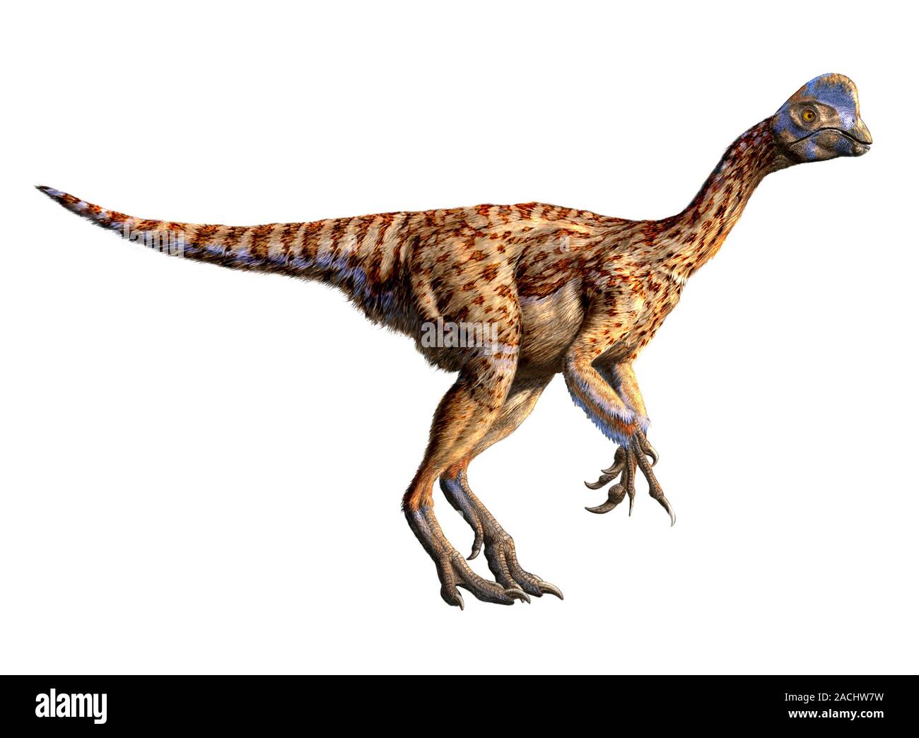 Oviraptor philoceratops dinosaur, artwork. This small dinosaur, an ...
