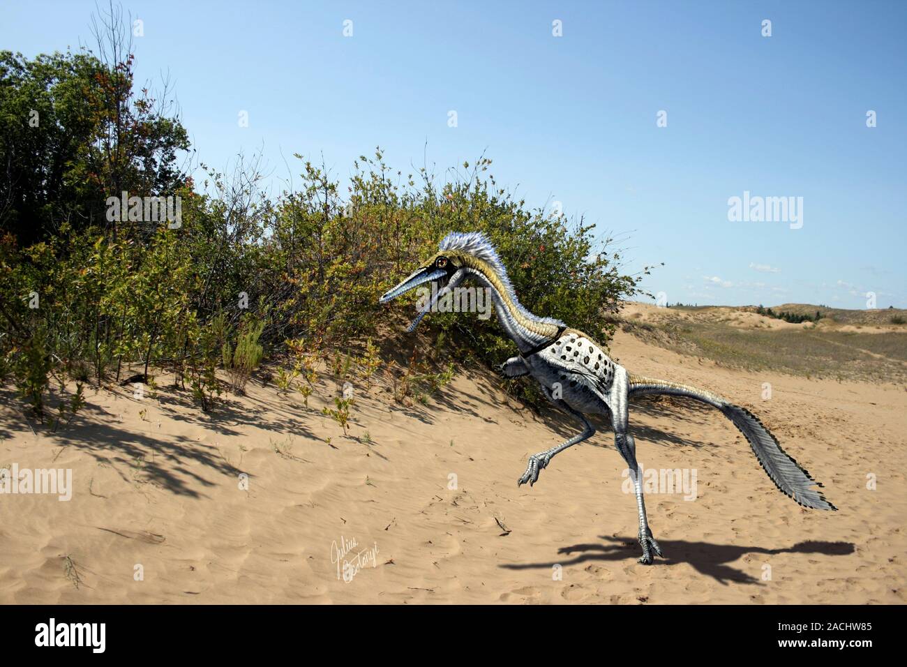 Shuvuuia deserti dinosaur, artwork. This dinosaur is part of a group ...