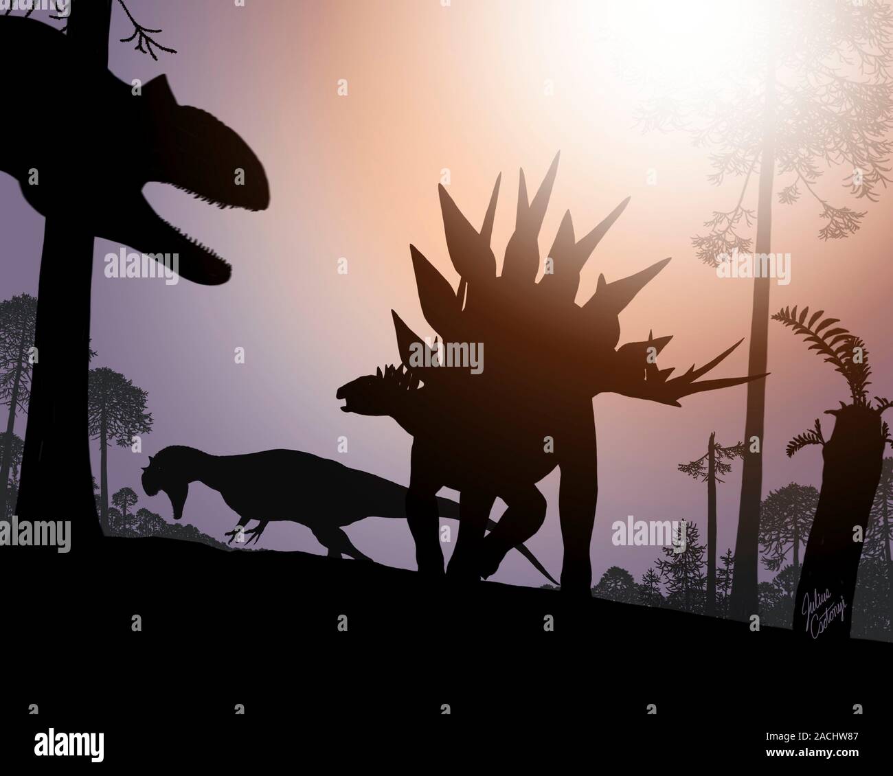 Stegosaurus armatus dinosaur and predators in silhouette, artwork. This herbivorous armoured ...